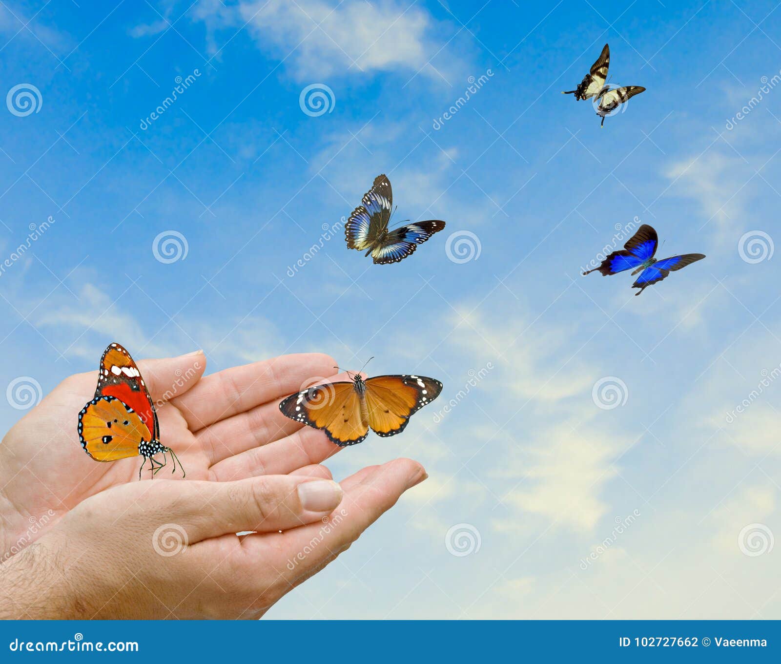 Monarch butterfly in hands stock photo. Image of lepidoptera - 102727662