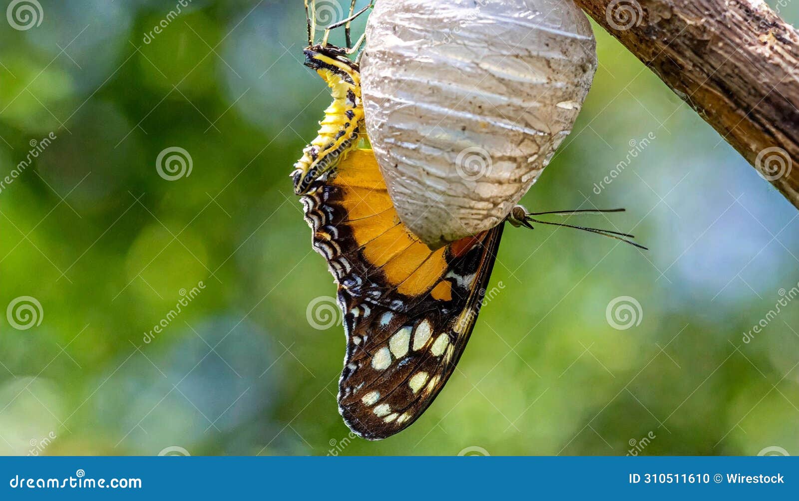 Digital Chrysalis Circuit-Patterned Butterfly Symbolizing Tech ...