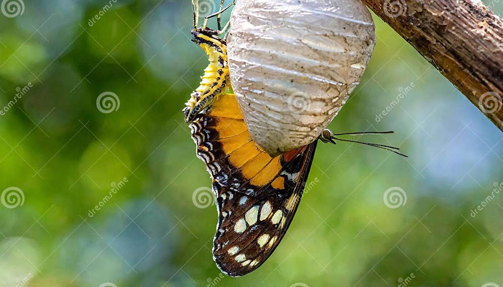 Monarch Butterfly Hanging Upside Down from Its Chrysalis, AI-generated. Stock Illustration ...