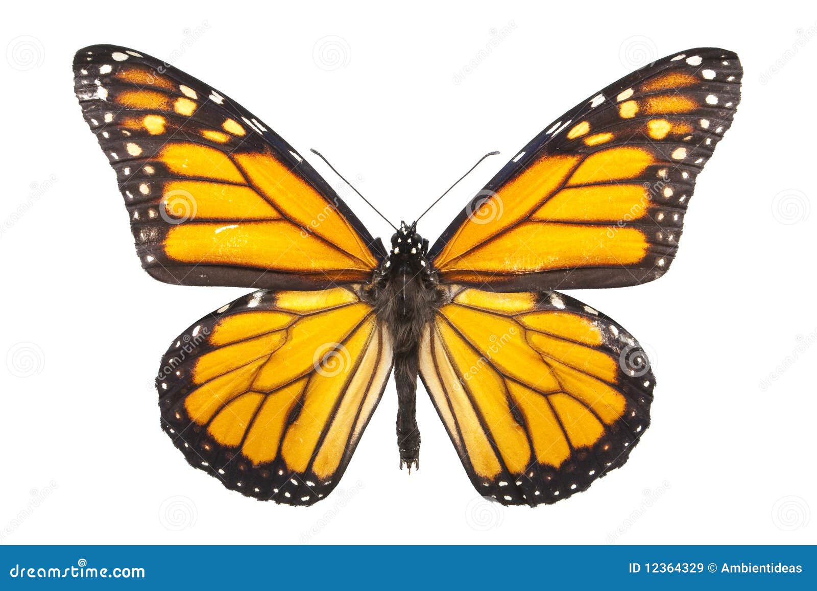 Monarch Butterfly Isolated on White Stock Image - Image of lepidoptera ...