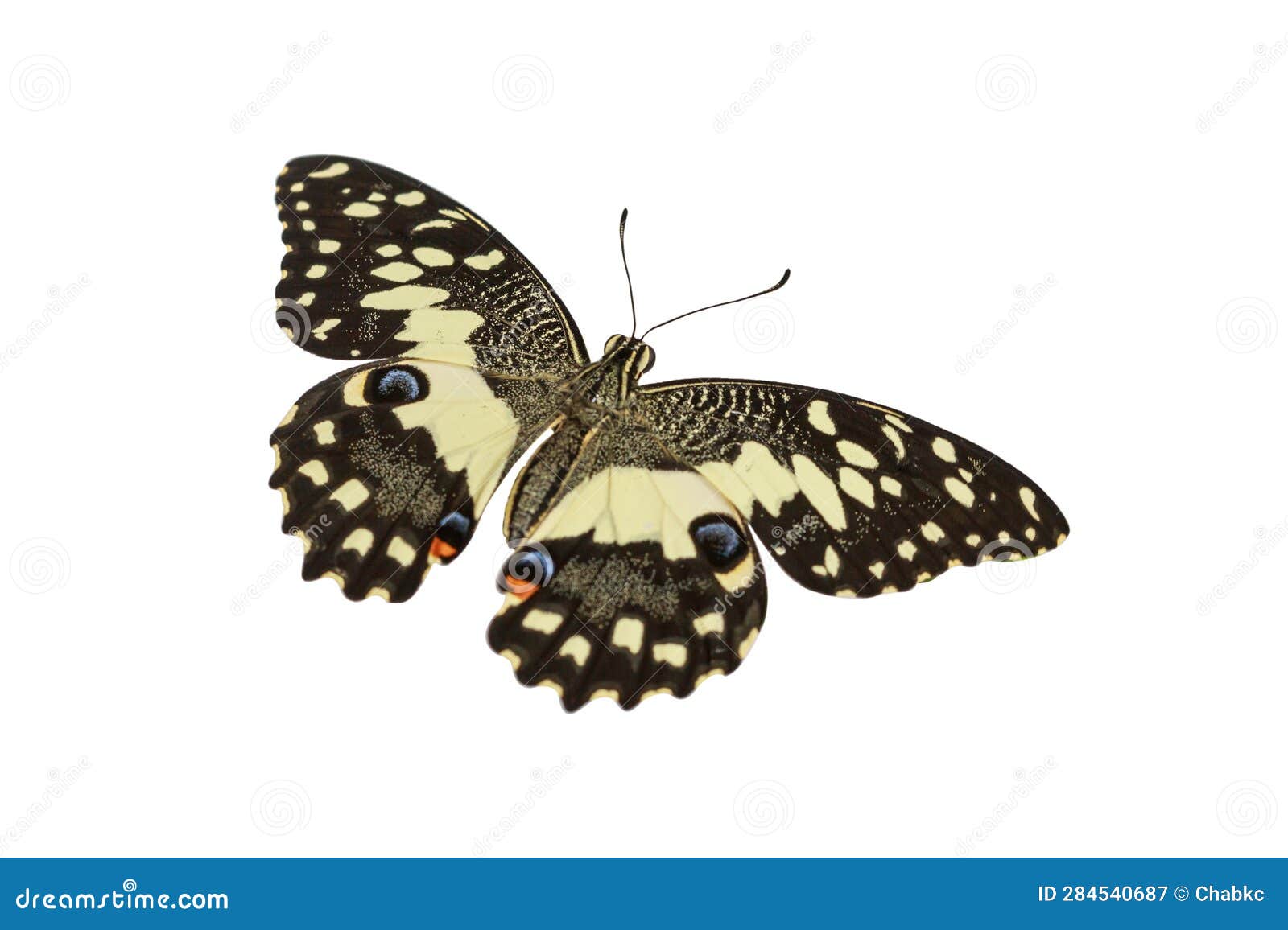 Monarch butterfly stock image. Image of pretty, arthropod - 284540687