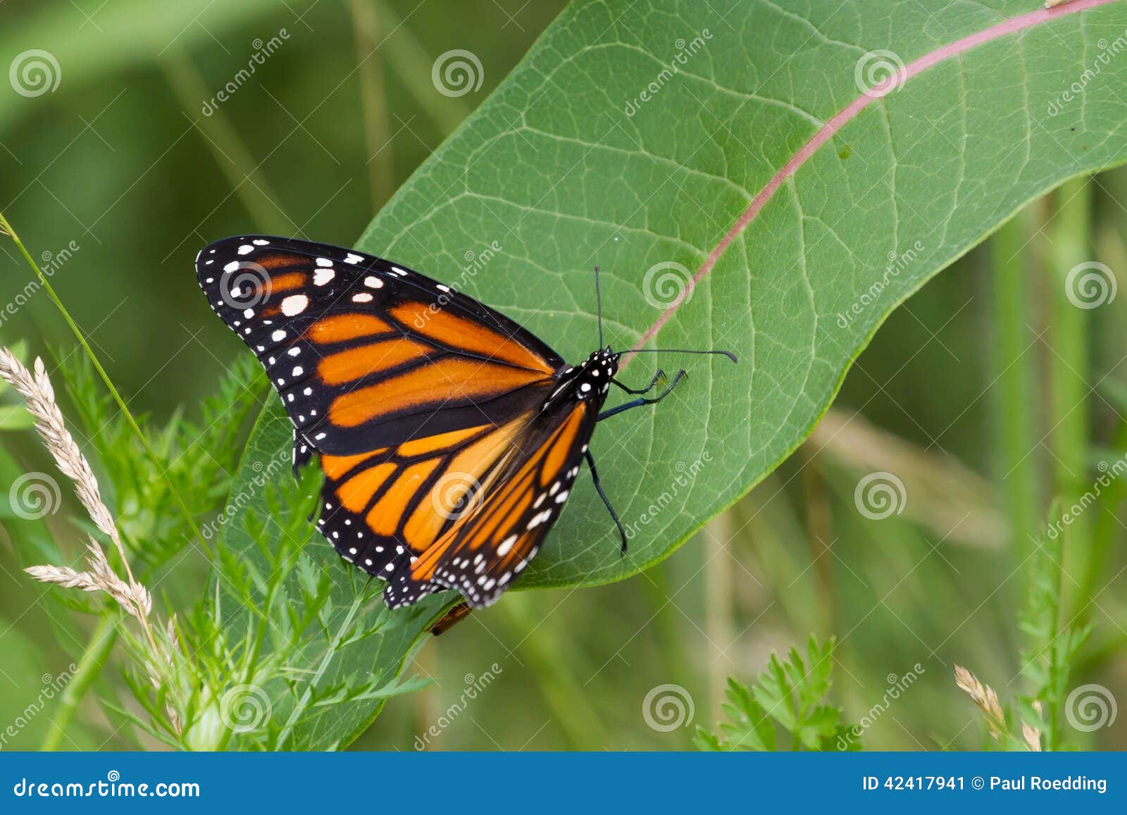 Monarch Butterfly stock image. Image of native, nature - 42417941