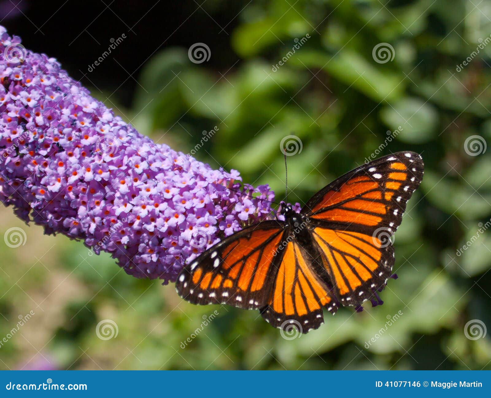 Monarch Butterfly Landscape Stock Photo | CartoonDealer.com #41077146