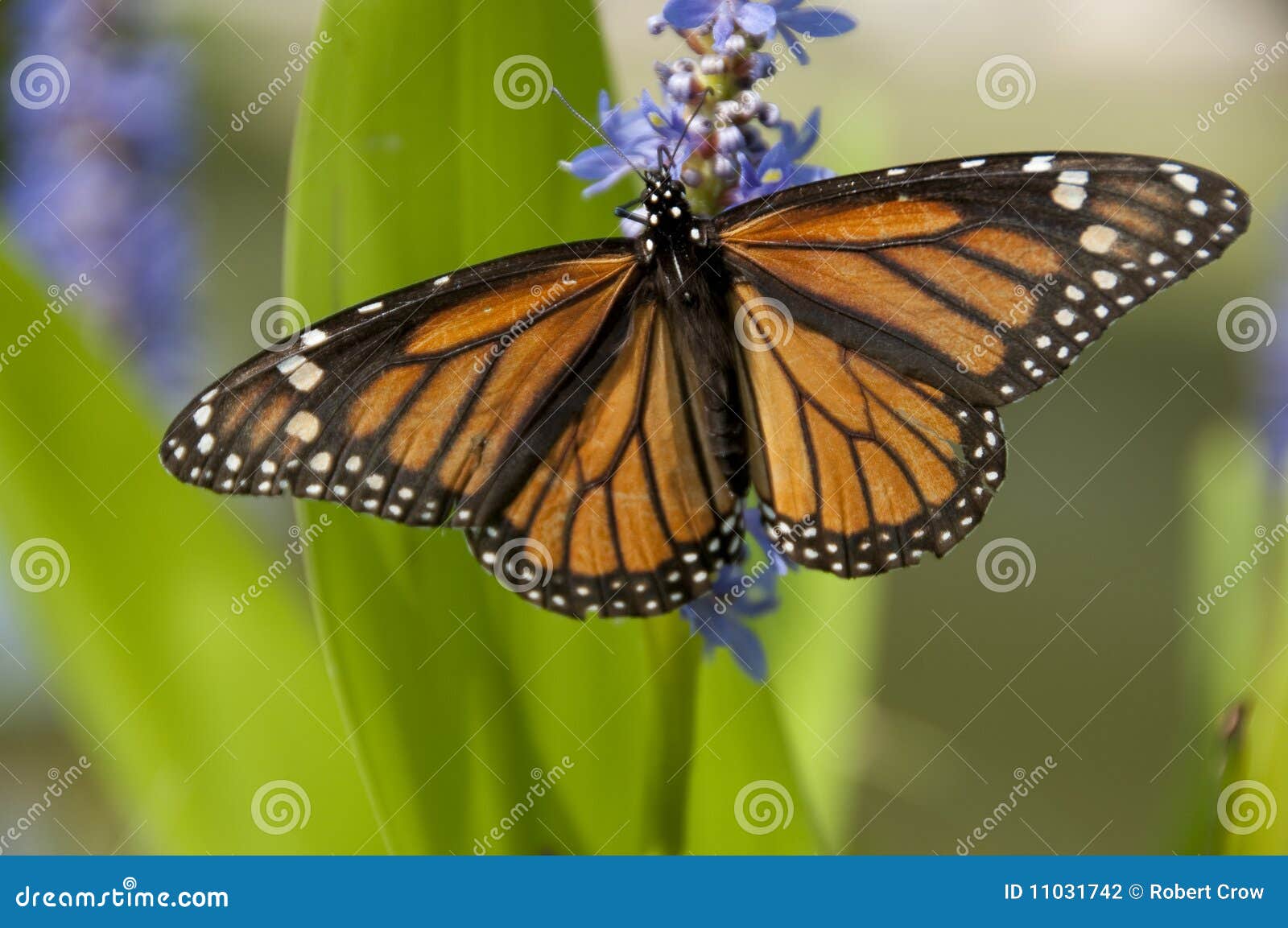 Monarch Butterfly on Lavender Stock Photo - Image of garden, lavender ...