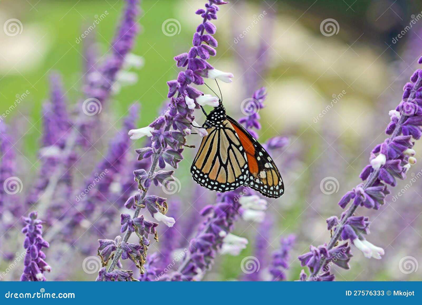 Monarch Butterfly on Lavender Stock Image - Image of nature, monarch ...
