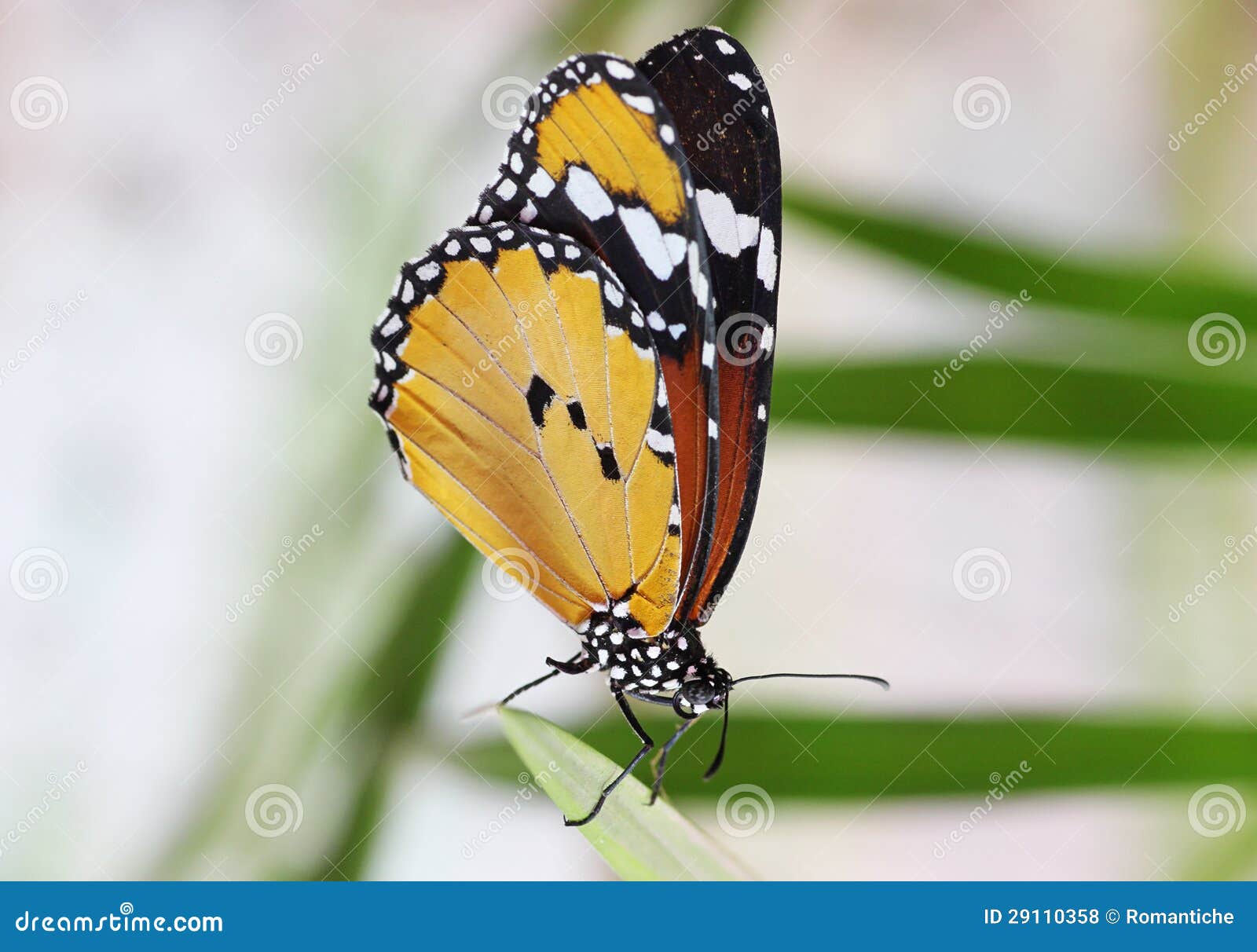 Monarch butterfly on leaf stock photo. Image of yellow - 29110358