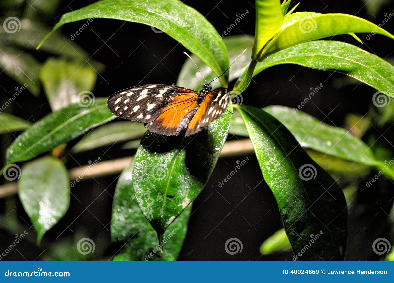 A Monarch Butterfly stock image. Image of color, insect - 40024869