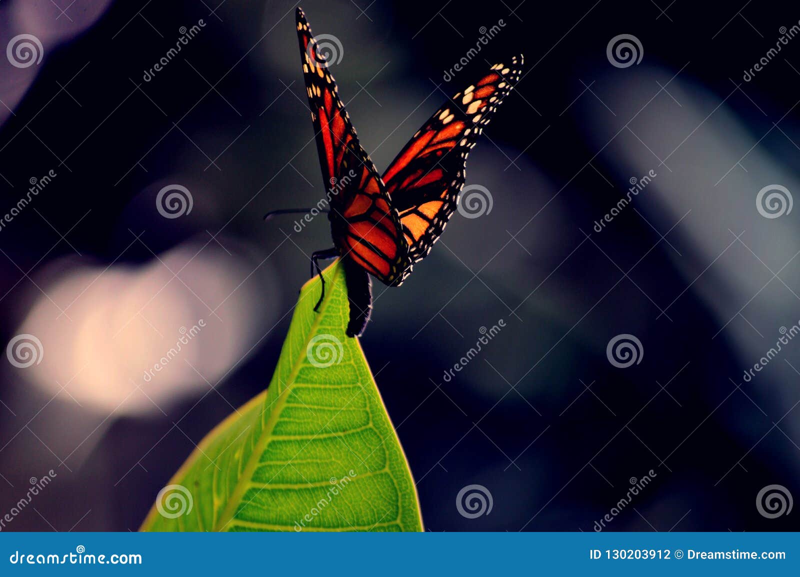 Monarch Butterfly on a Leaf Stock Photo - Image of wild, leaf: 130203912
