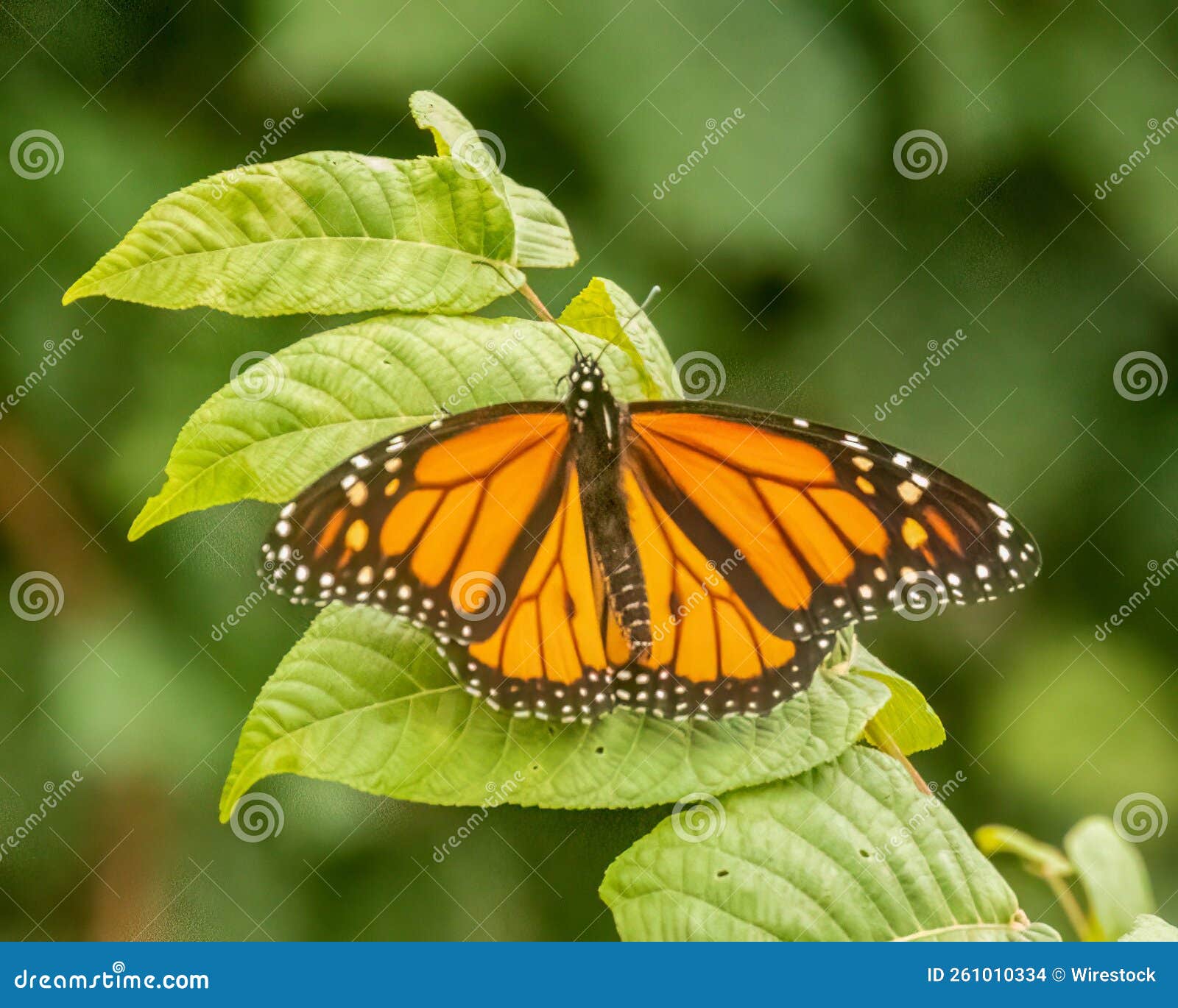 Monarch Butterfly on Leaf stock photo. Image of canada - 261010334