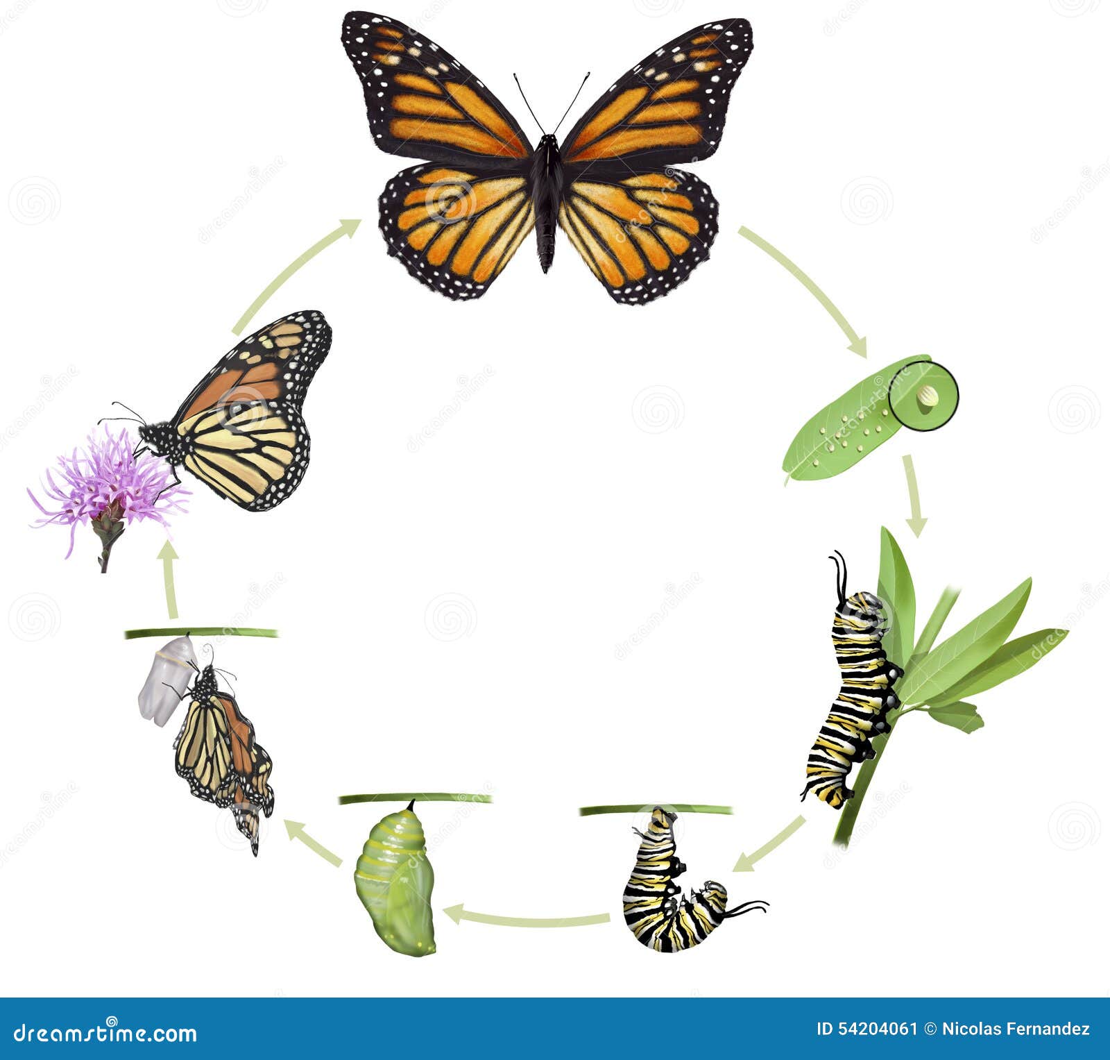 Monarch Butterfly Life Cycle Stock Illustration - Illustration of ... Monarch Butterfly Life Cycle Stock Illustration - Illustration of ...