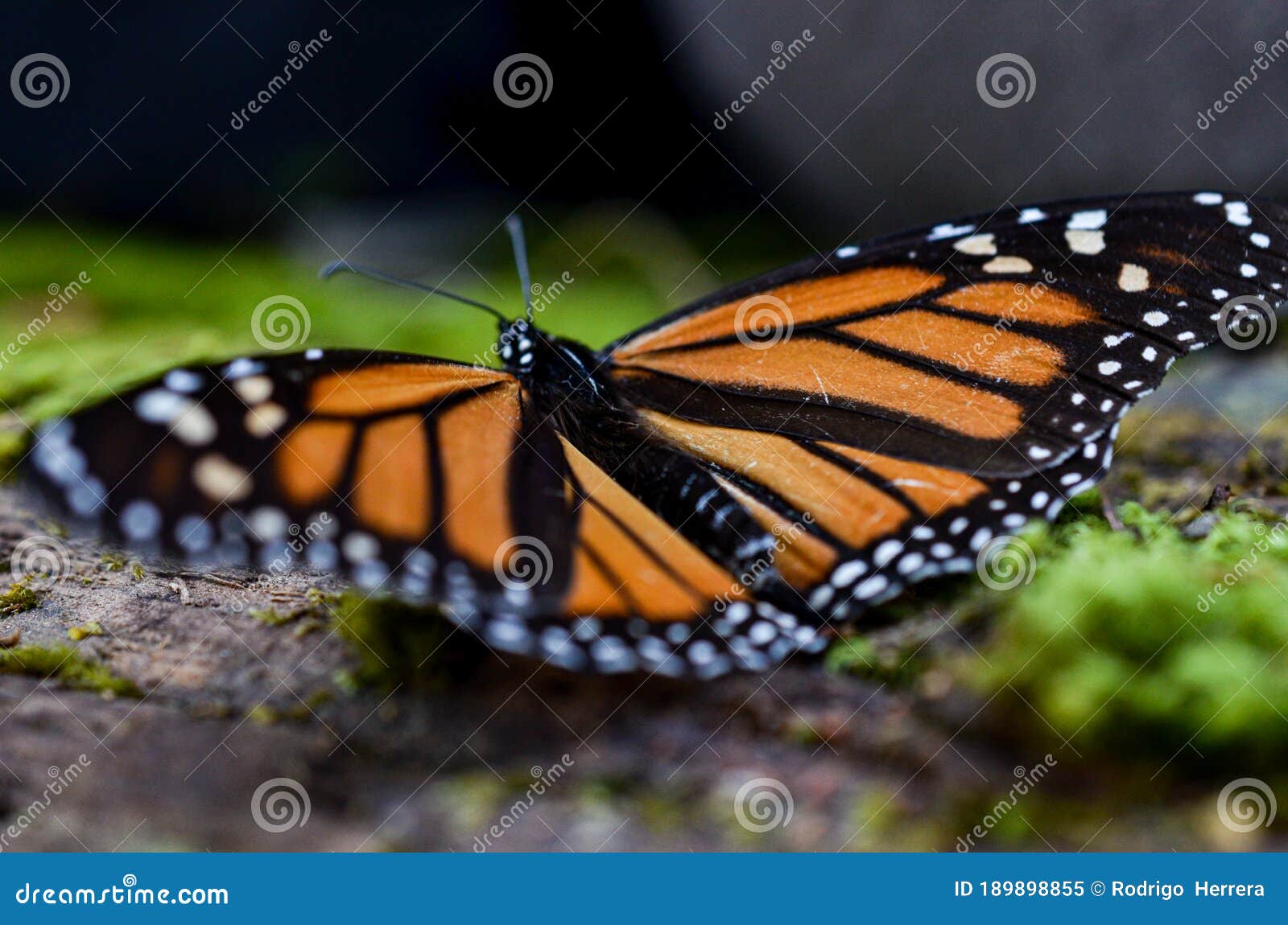 Monarch Butterfly in a log stock image. Image of origin - 189898855