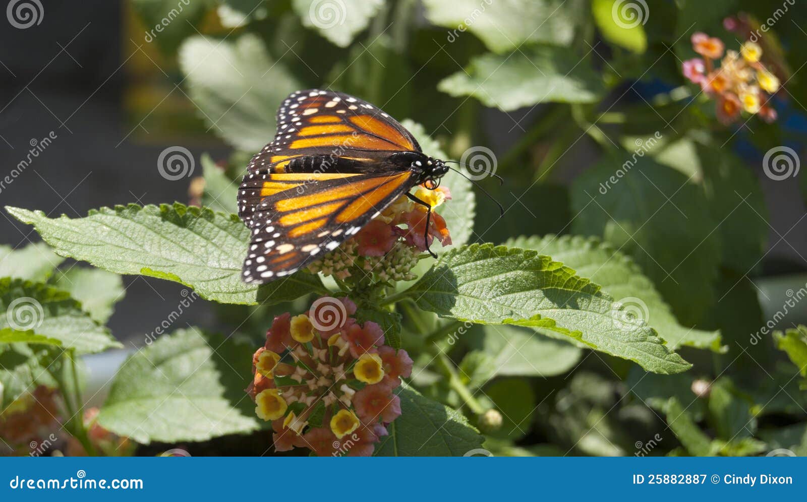 Monarch Butterfly at Mackinac Island Stock Image - Image of mackinac ...
