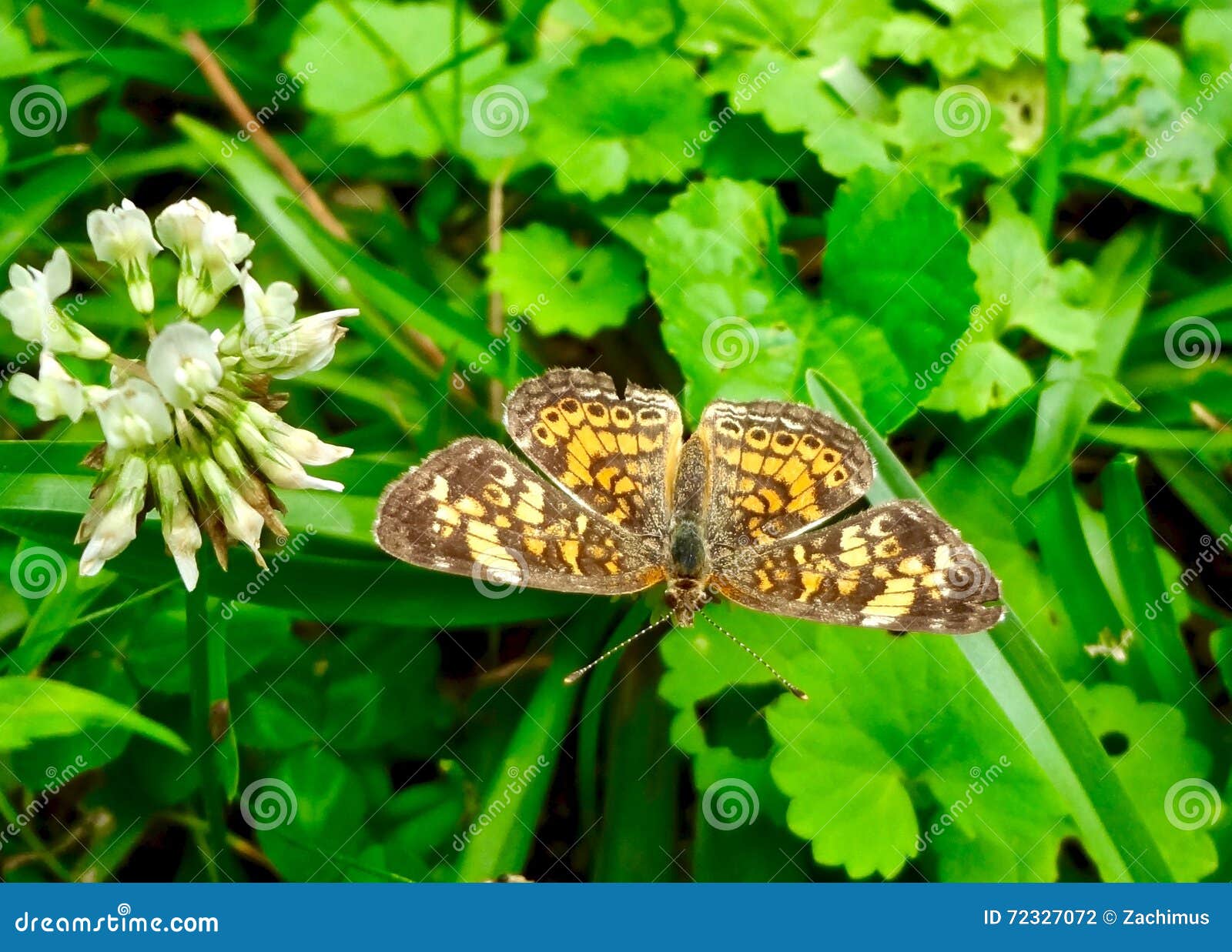 Monarch Butterfly in a Meadow Stock Photo - Image of meadow, eyes: 72327072