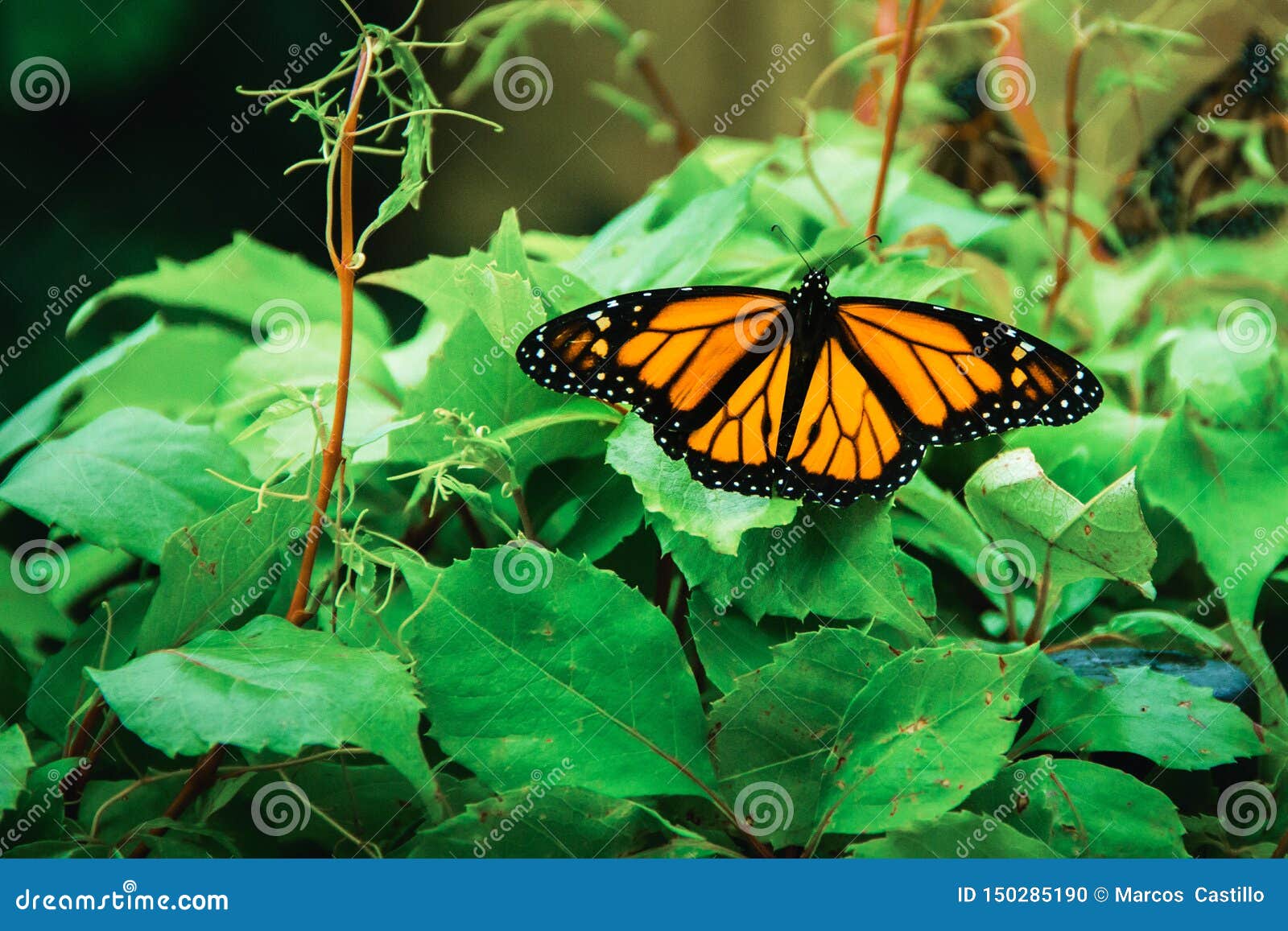 Monarch Butterfly in Michoacan Mexico Mexican Monarca Stock Photo ...