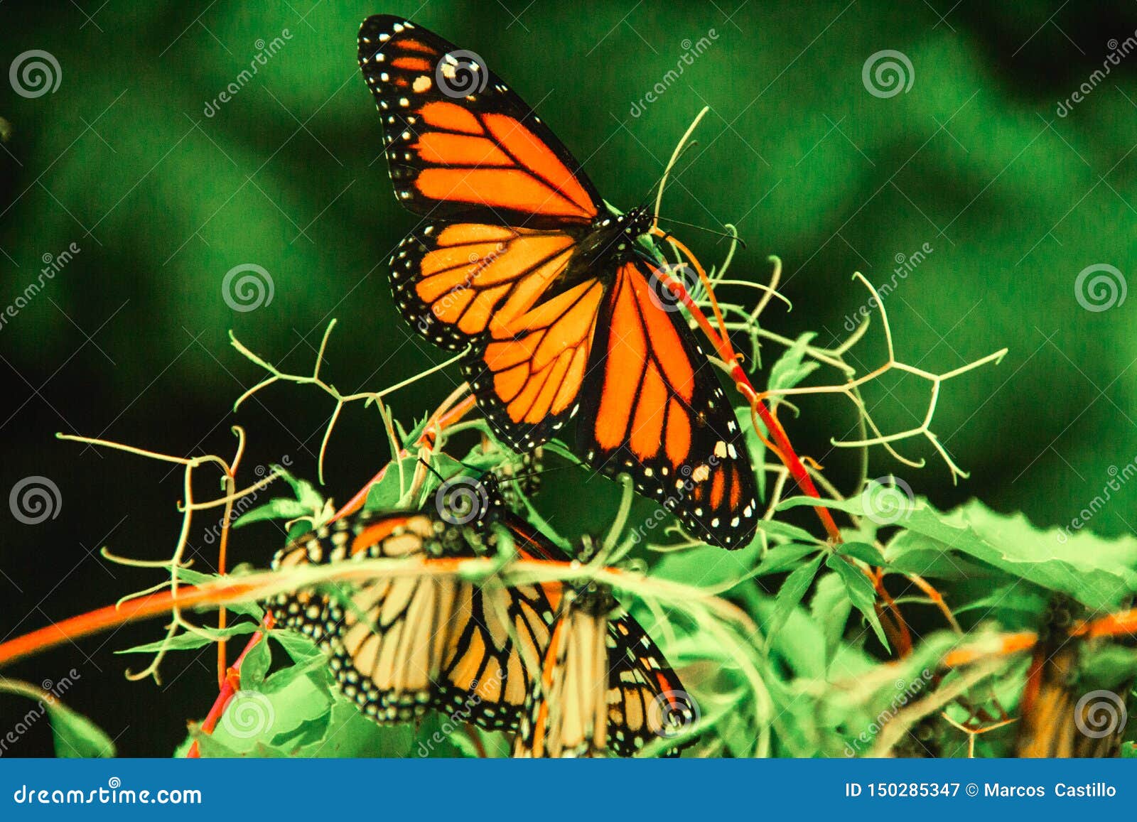 Monarch Butterfly in Michoacan Mexico Mexican Monarca Stock Image ...