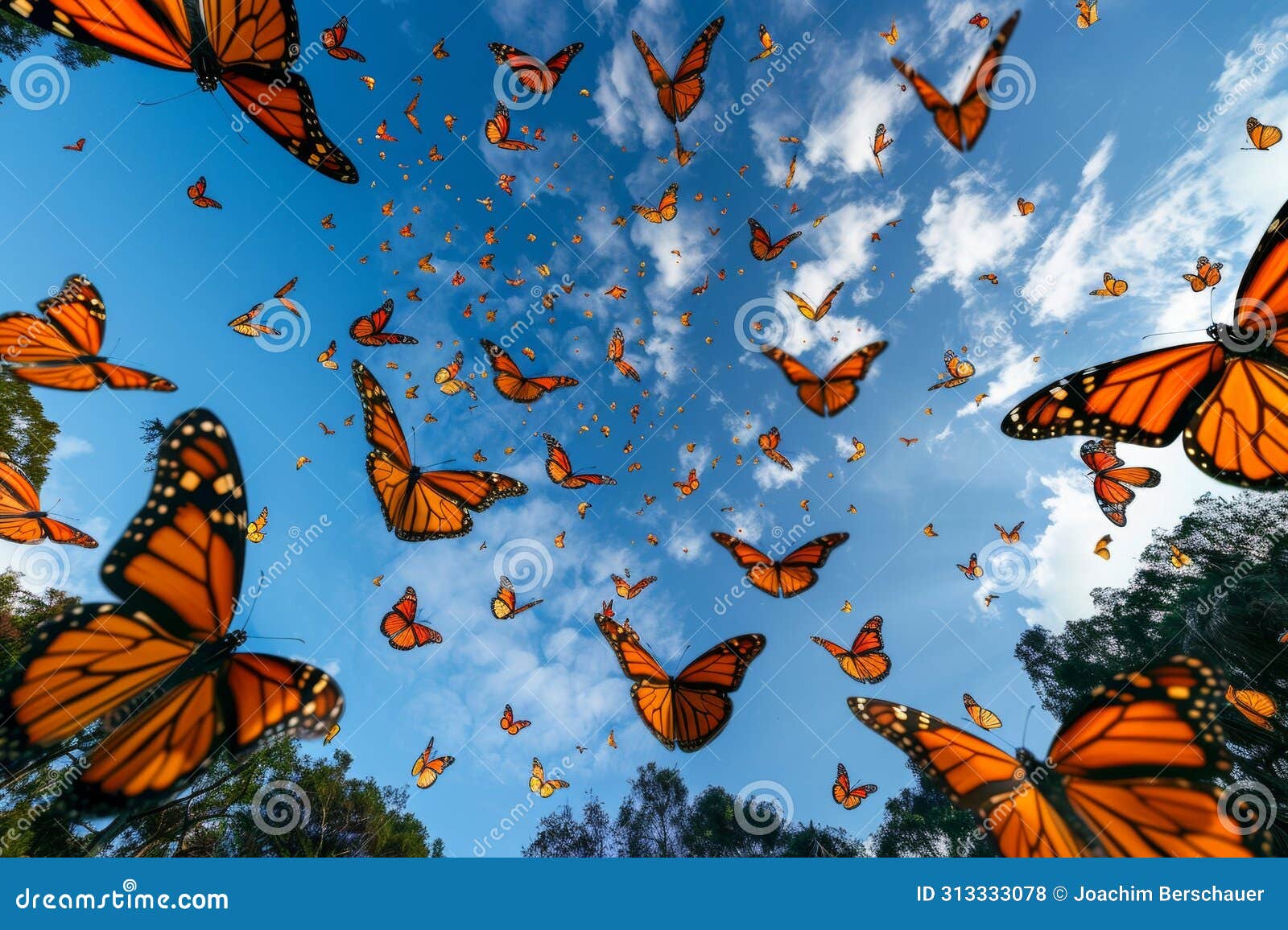 Monarch Butterfly Migration Thousands Fill the Sky in Ultra Wide Angle ...