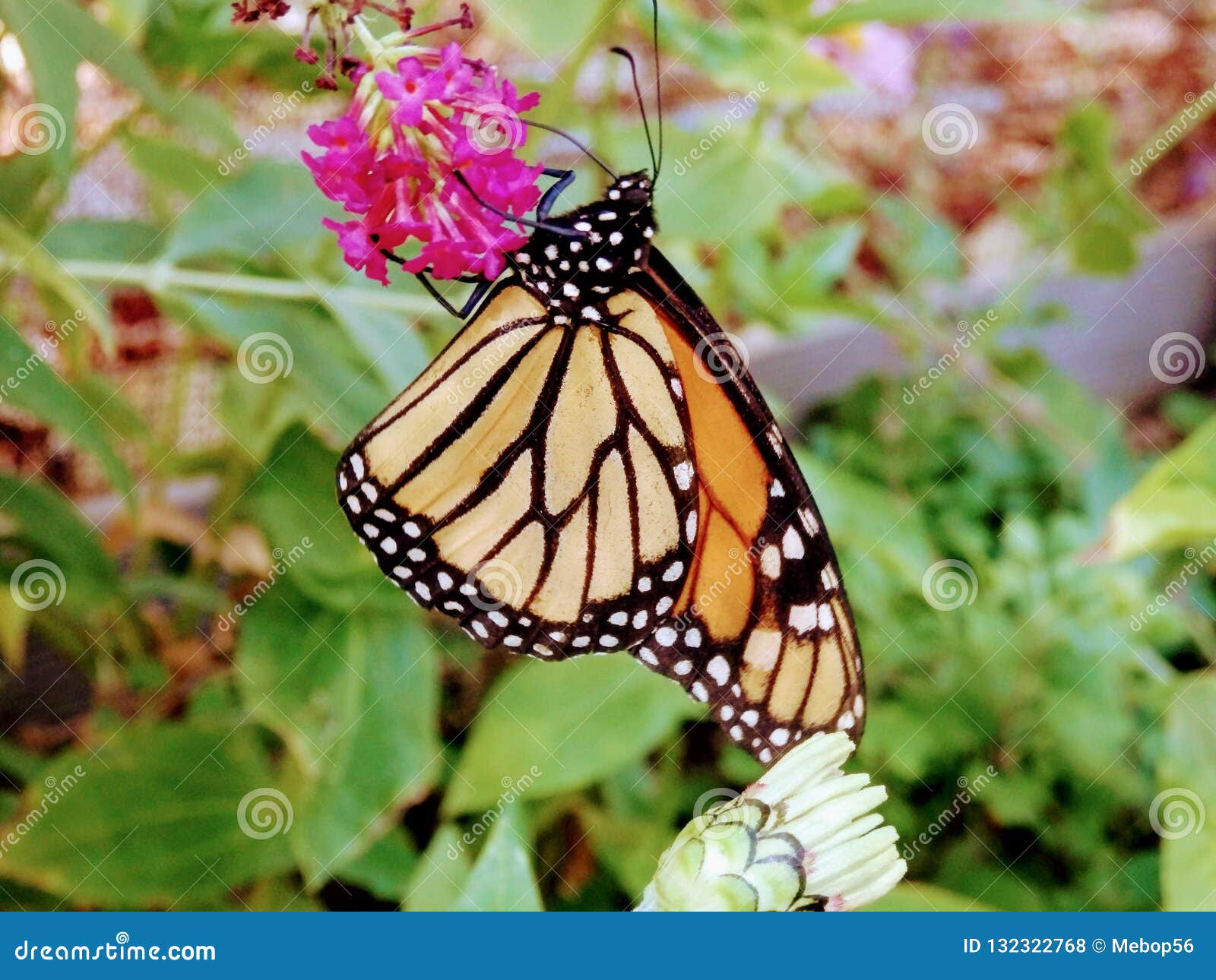 Monarch butterfly stock photo. Image of nectar, monarch - 132322768