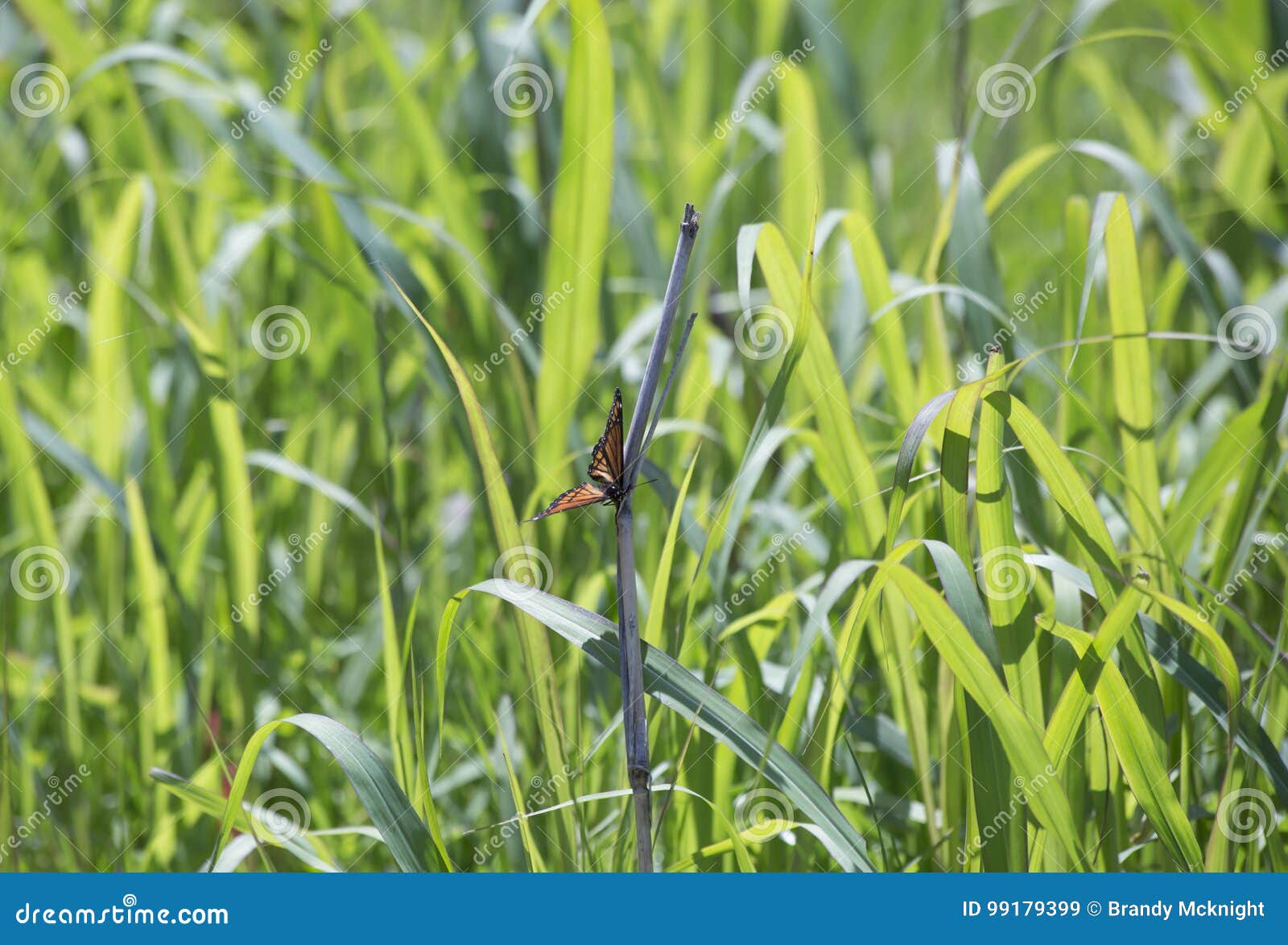 Monarch Butterfly stock image. Image of green, lovely - 99179399