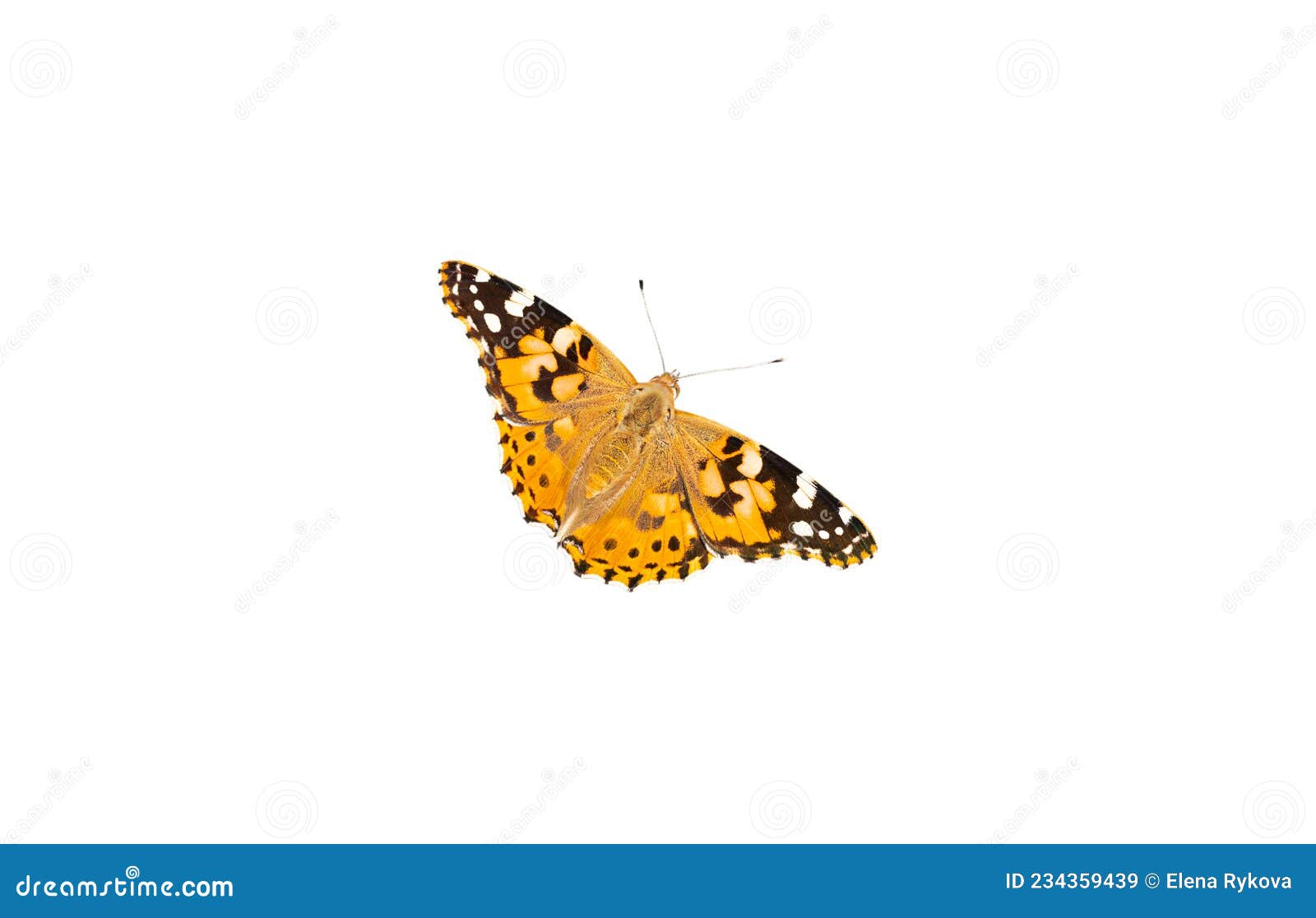 Monarch Butterfly with Open Wings Isolated on White Background Stock ...
