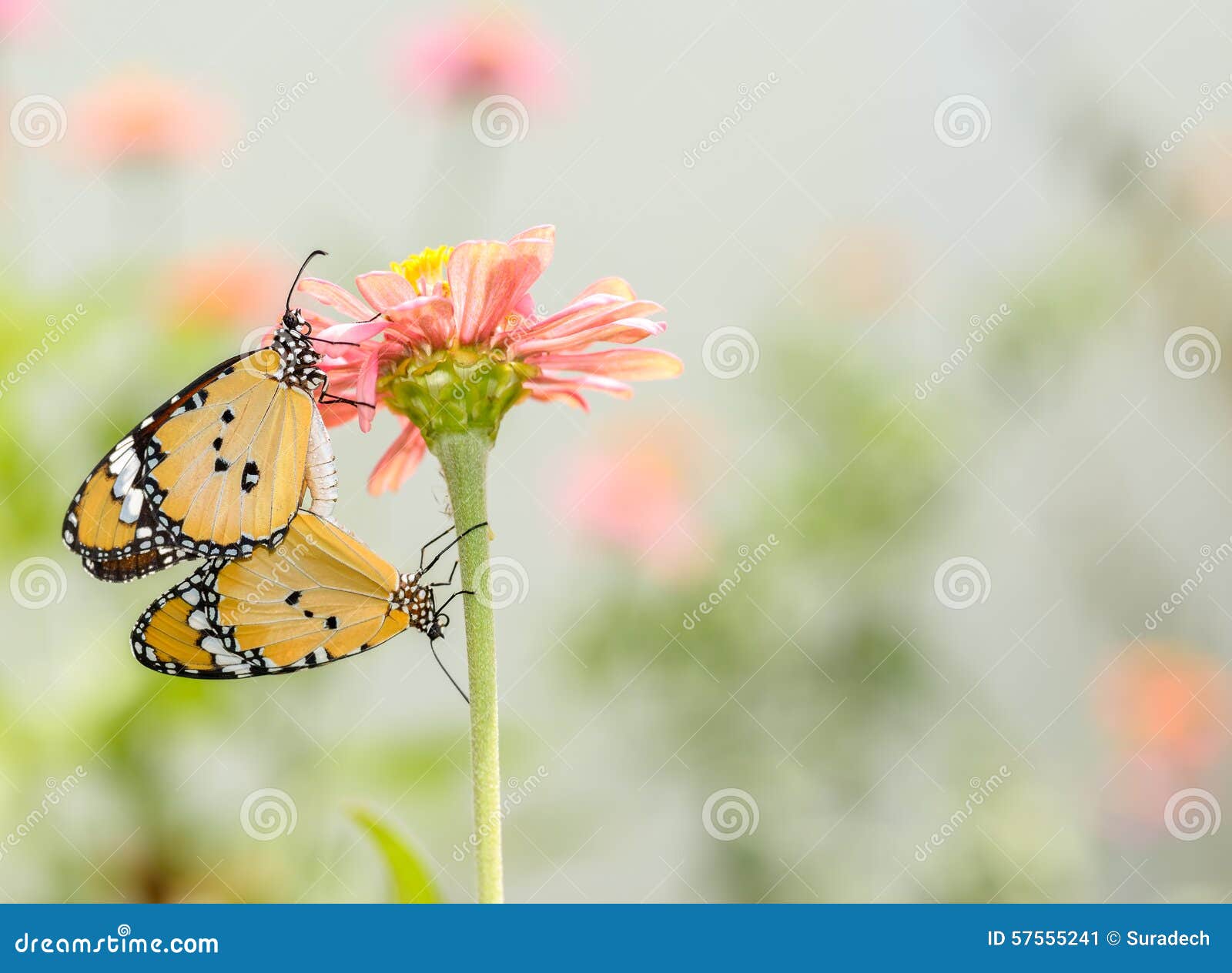 Monarch Butterfly Pairing on Flower Stock Image - Image of pink, breed ...