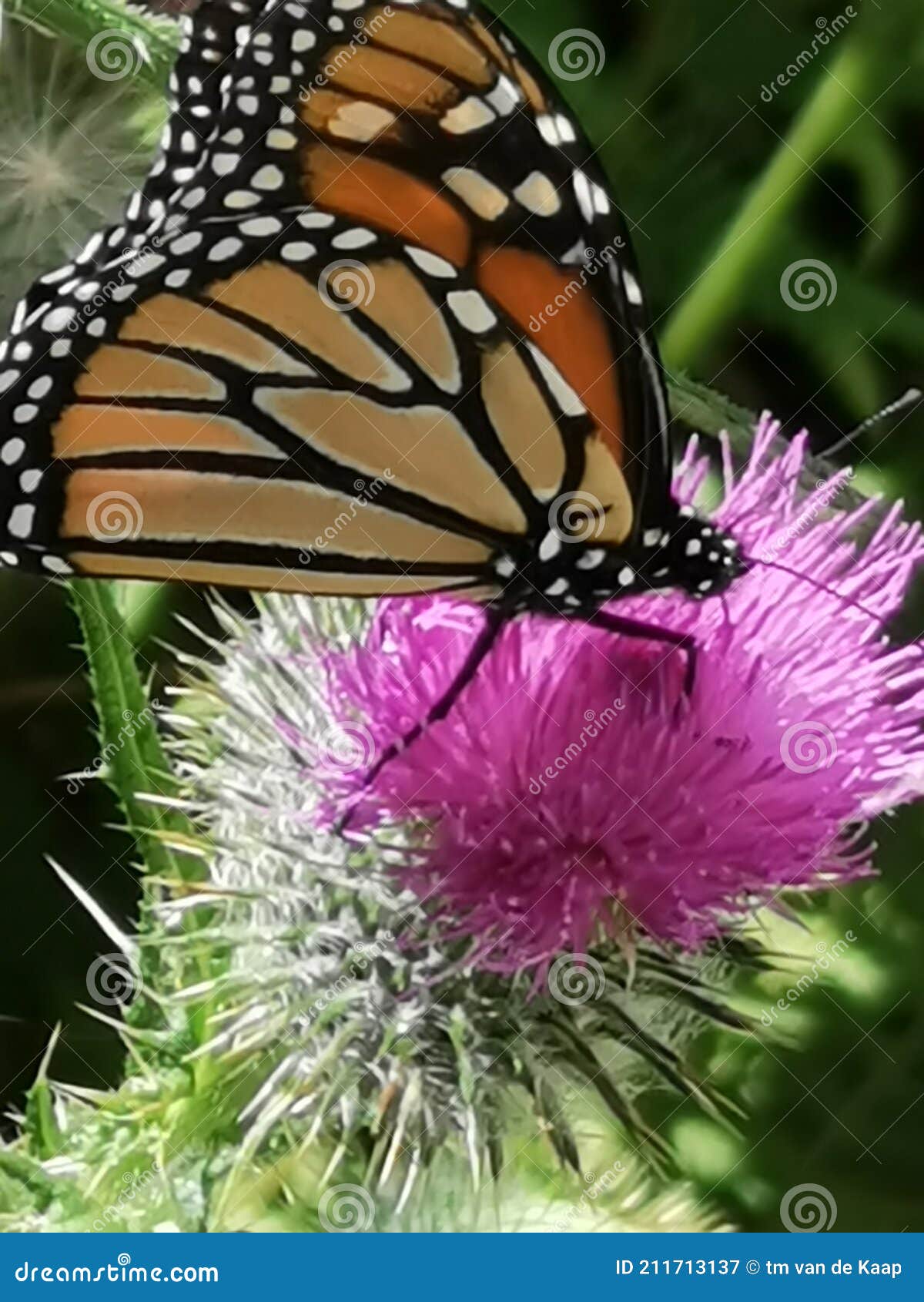 Monarch butterfly peaceful stock image. Image of animal - 211713137