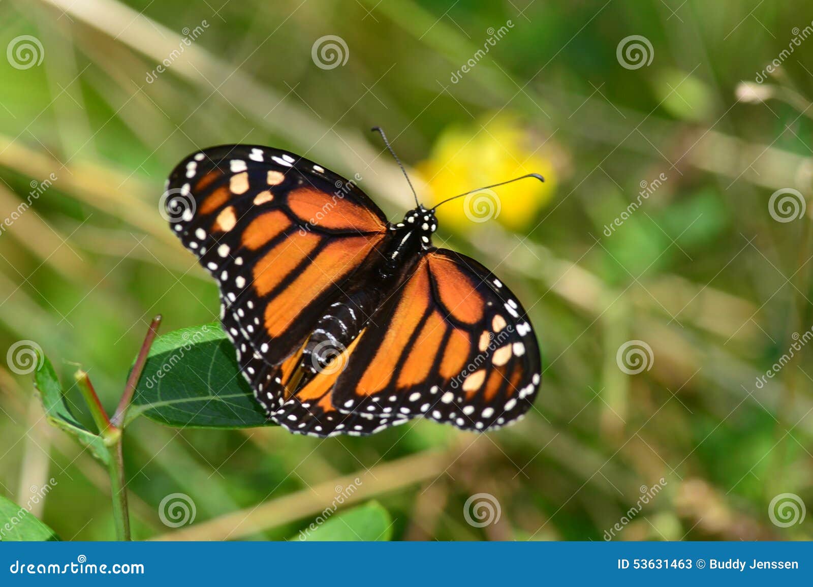 Monarch Butterfly Perched on Leaf Stock Image - Image of beautiful ...
