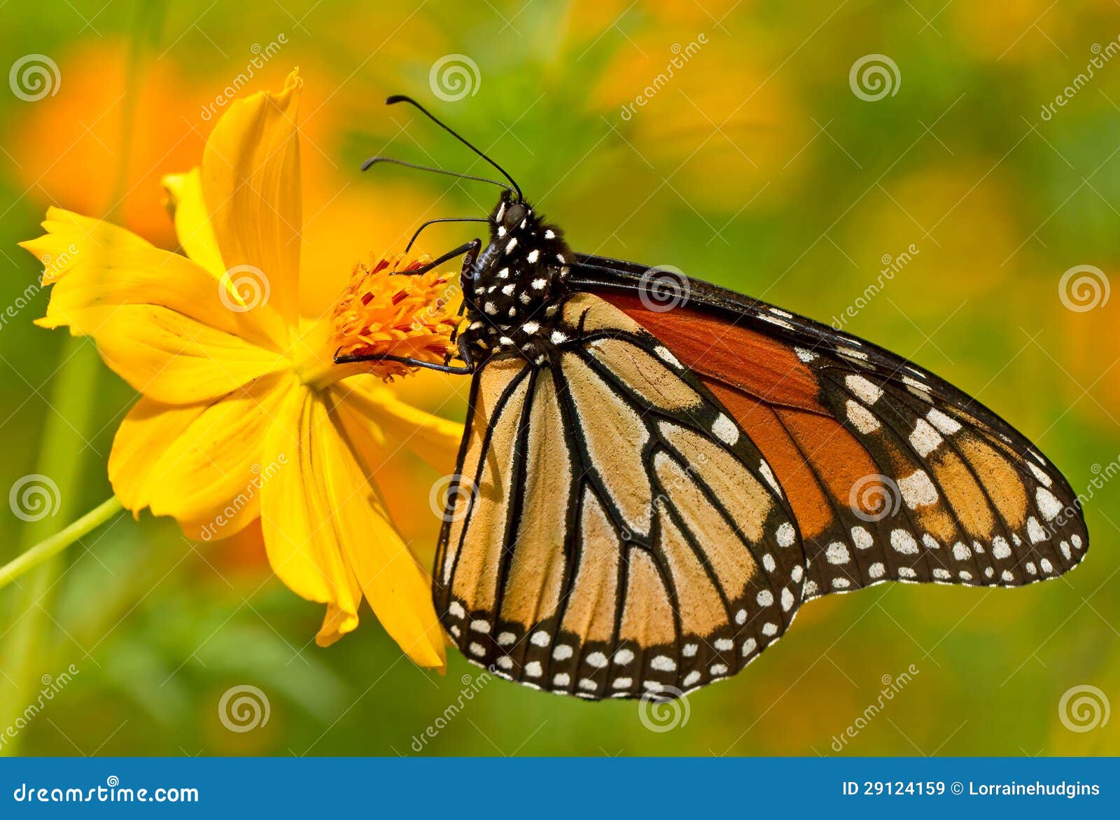 Monarch Butterfly Perched on Yellow Flower Stock Image - Image of ...