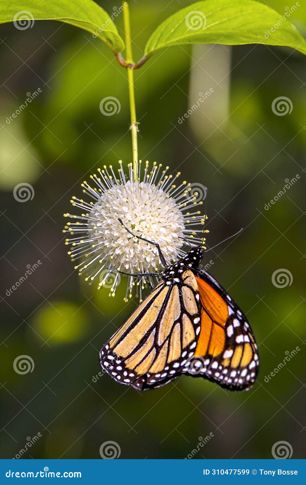 Monarch Butterfly Pollinating on a Buttonbush Stock Image - Image of ...