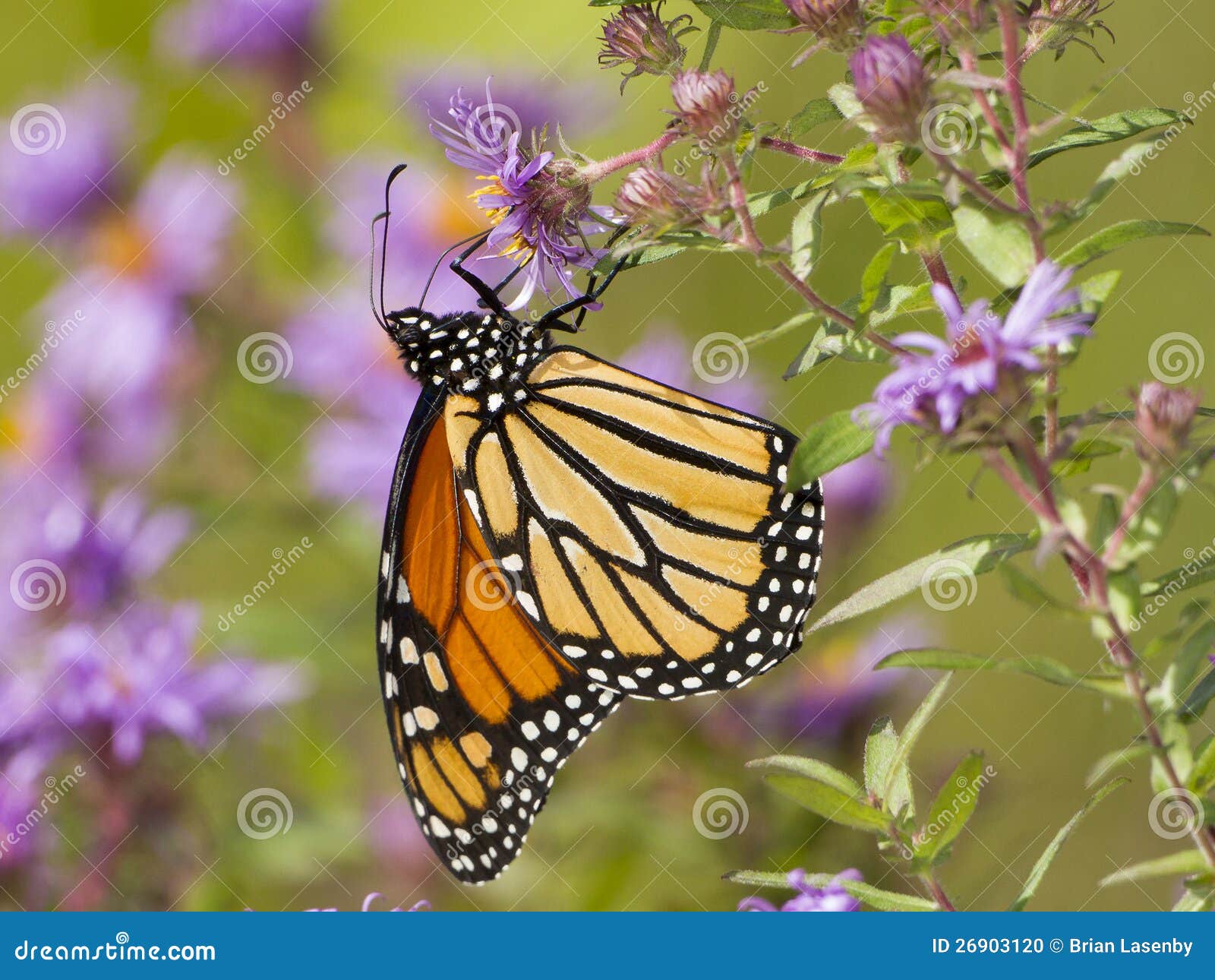 Monarch Butterfly Pollinating a New England Aster Stock Photo - Image ...