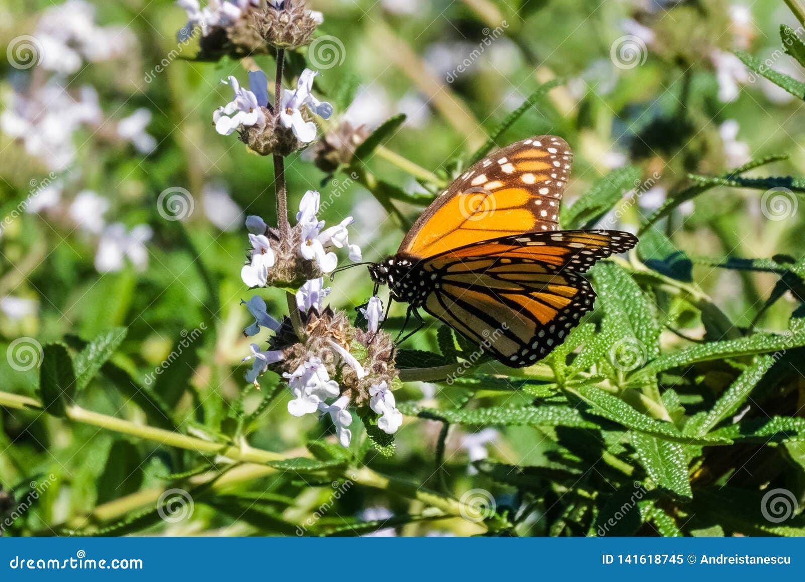Monarch Butterfly Pollinating Sage Flowers Stock Image - Image of macro ...