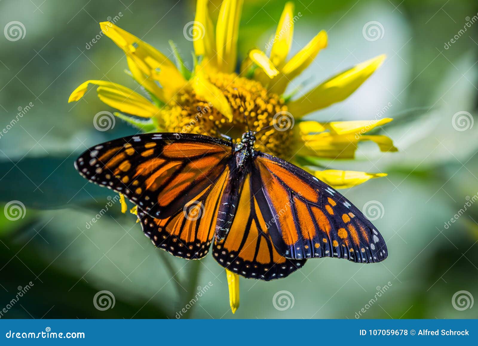 Monarch Butterfly stock photo. Image of yellow, butterfly - 107059678