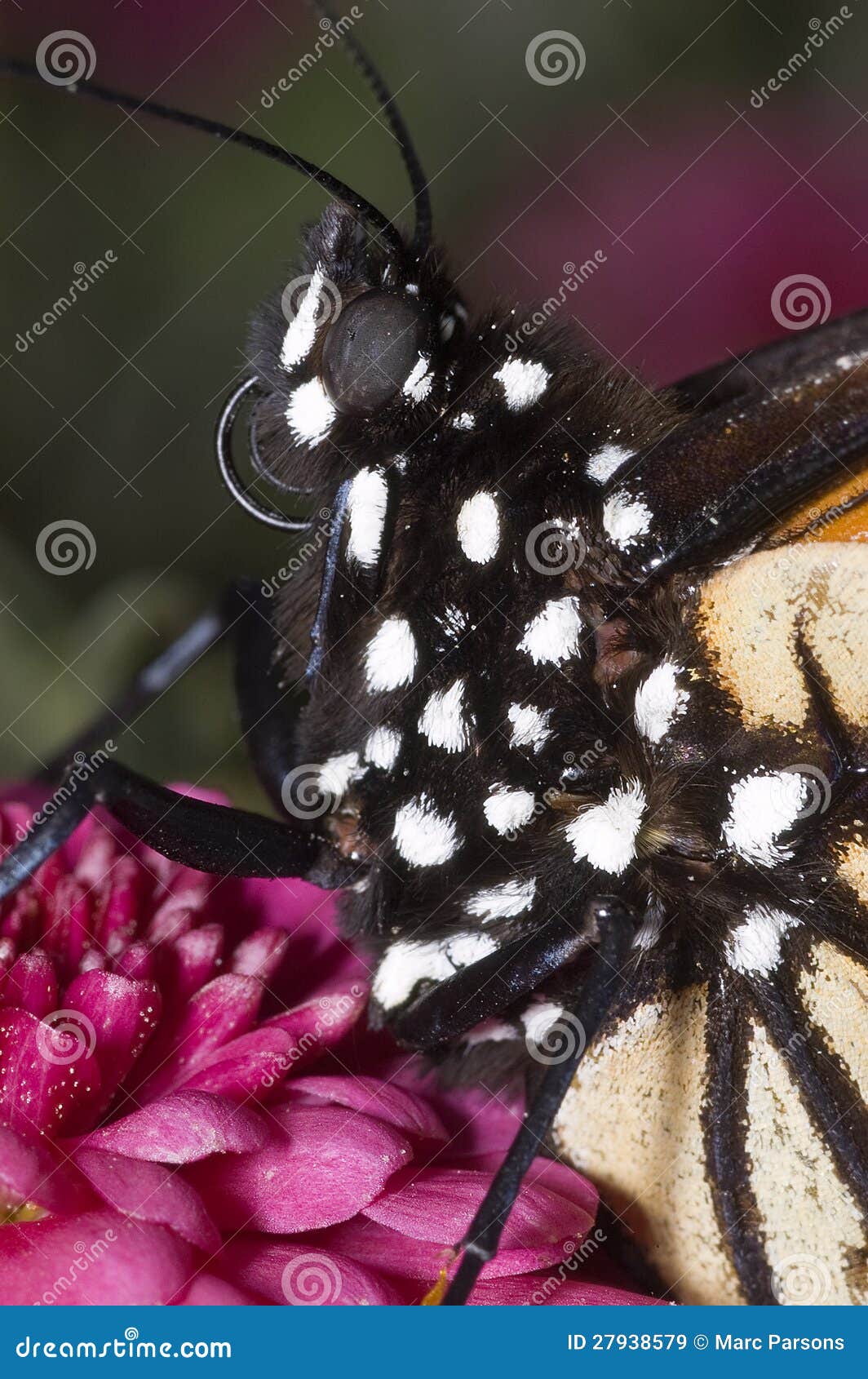 Monarch Butterfly Portrait stock image. Image of monarch - 27938579