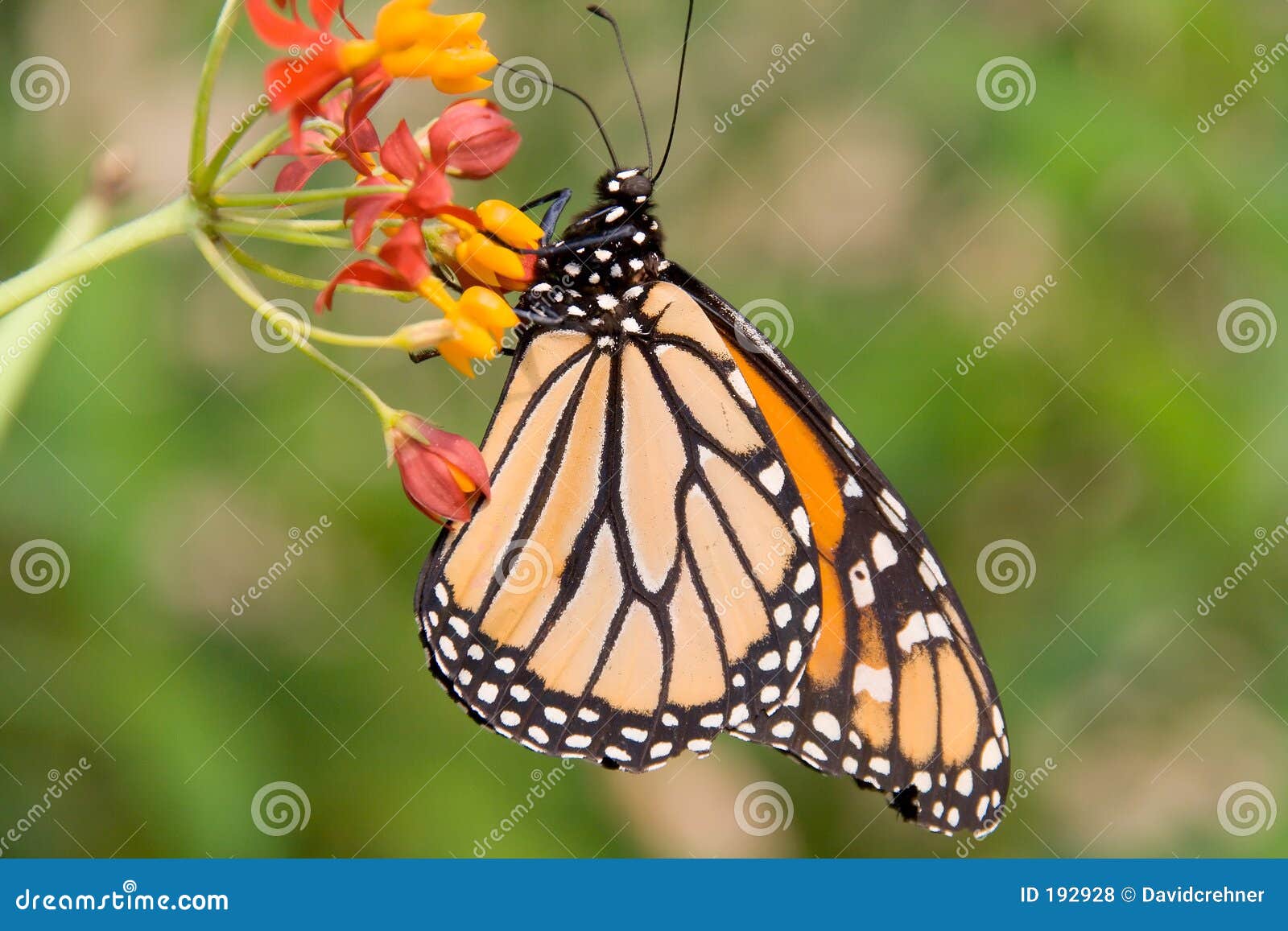 Butterfly Profile Tattoos