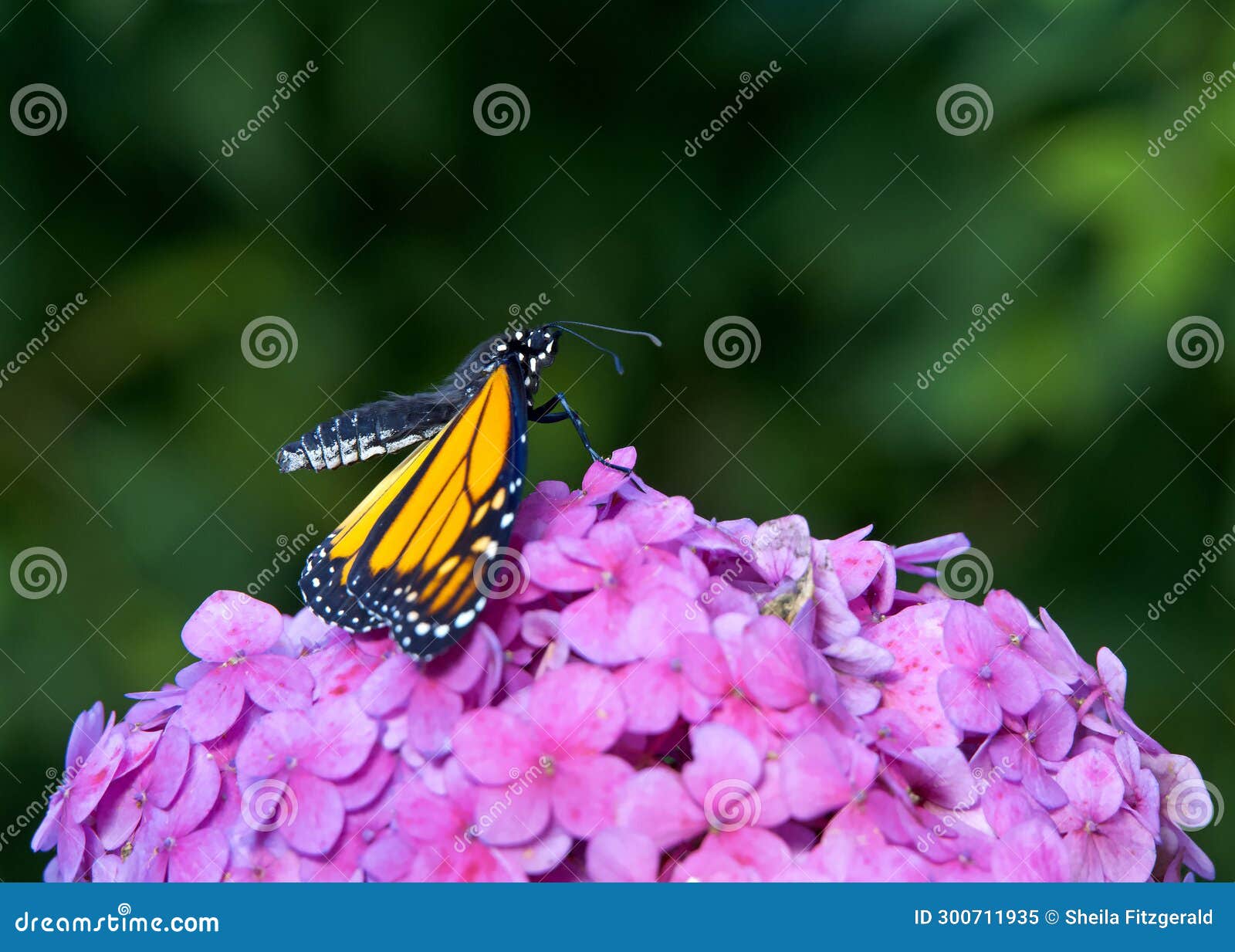 Monarch Butterfly Profile Arching Body On Pink Hydrangea Flowers Stock Image Image Of Black