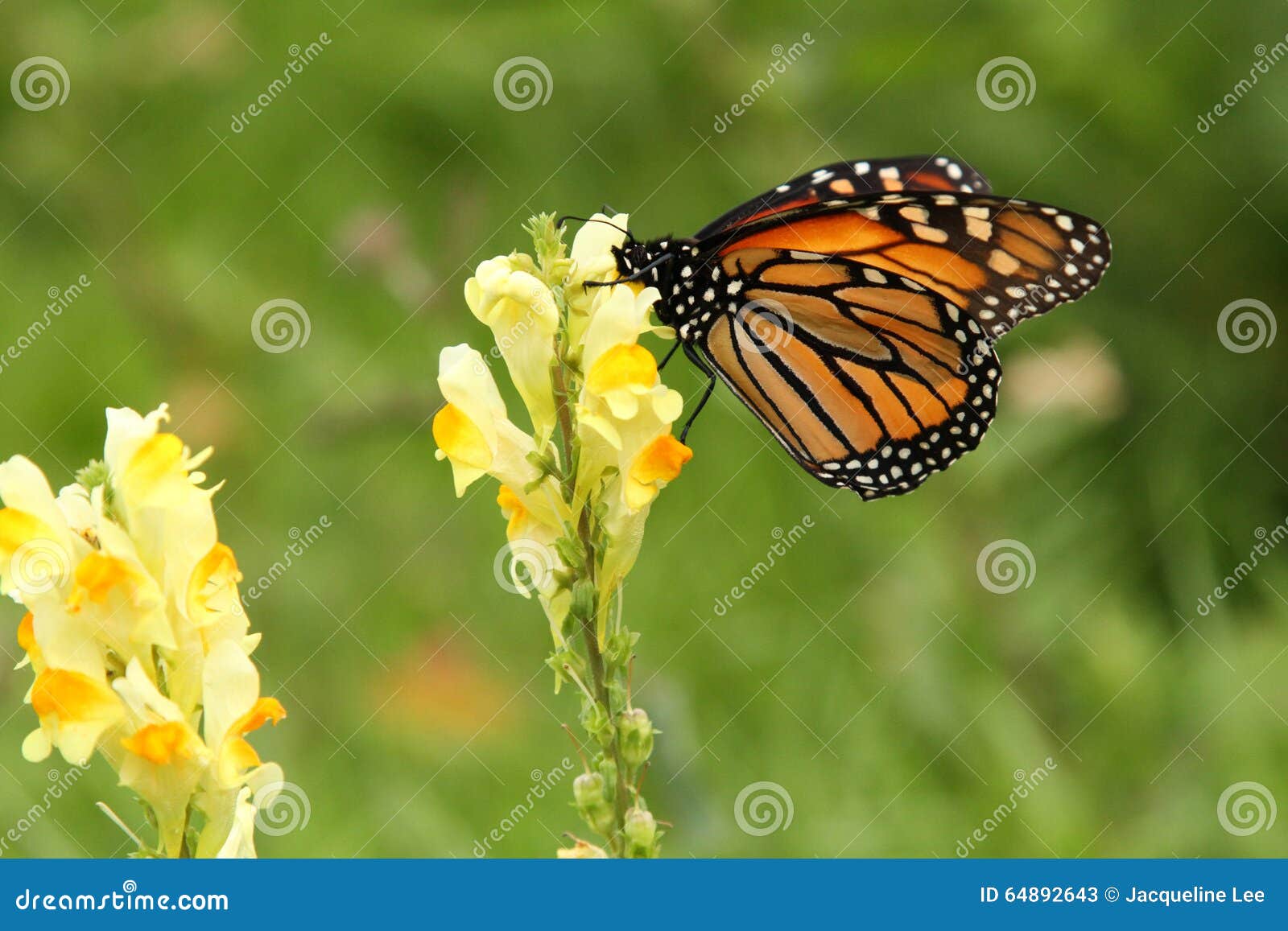 Monarch Butterfly Profile on Yellow Wildflower Stock Image - Image of ...
