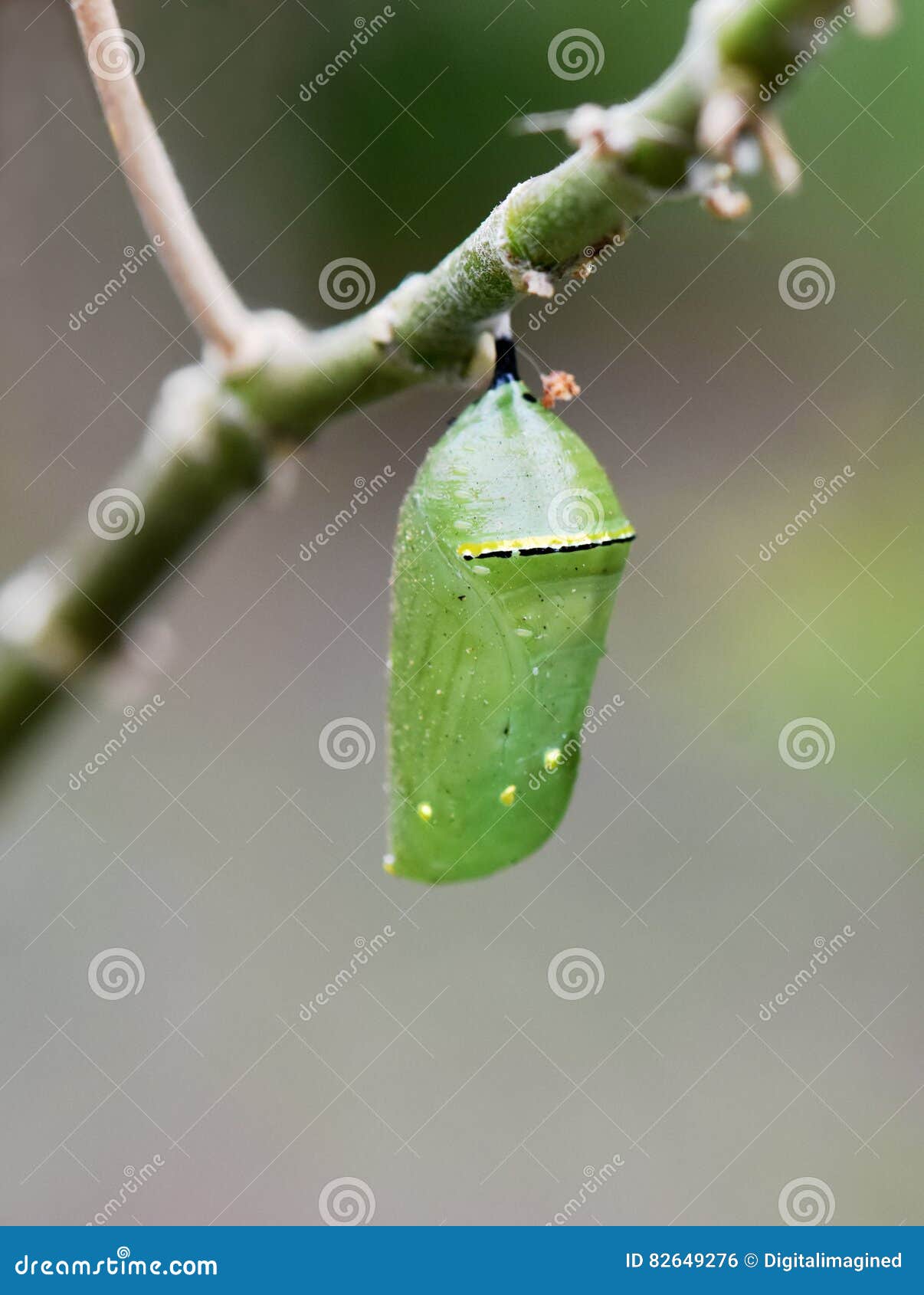 Monarch butterfly pupae stock photo. Image of monarch - 82649276