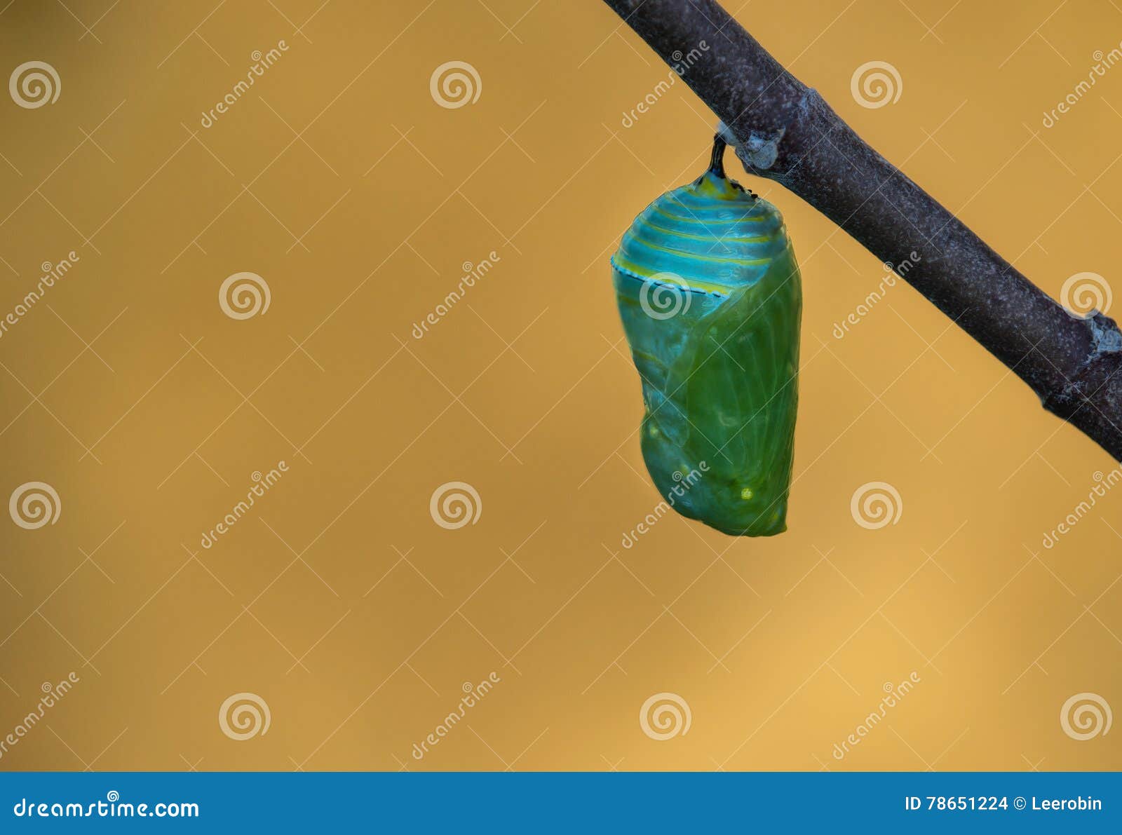 Butterfly Pupae Isolated On White Background Royalty-Free Stock Image ...