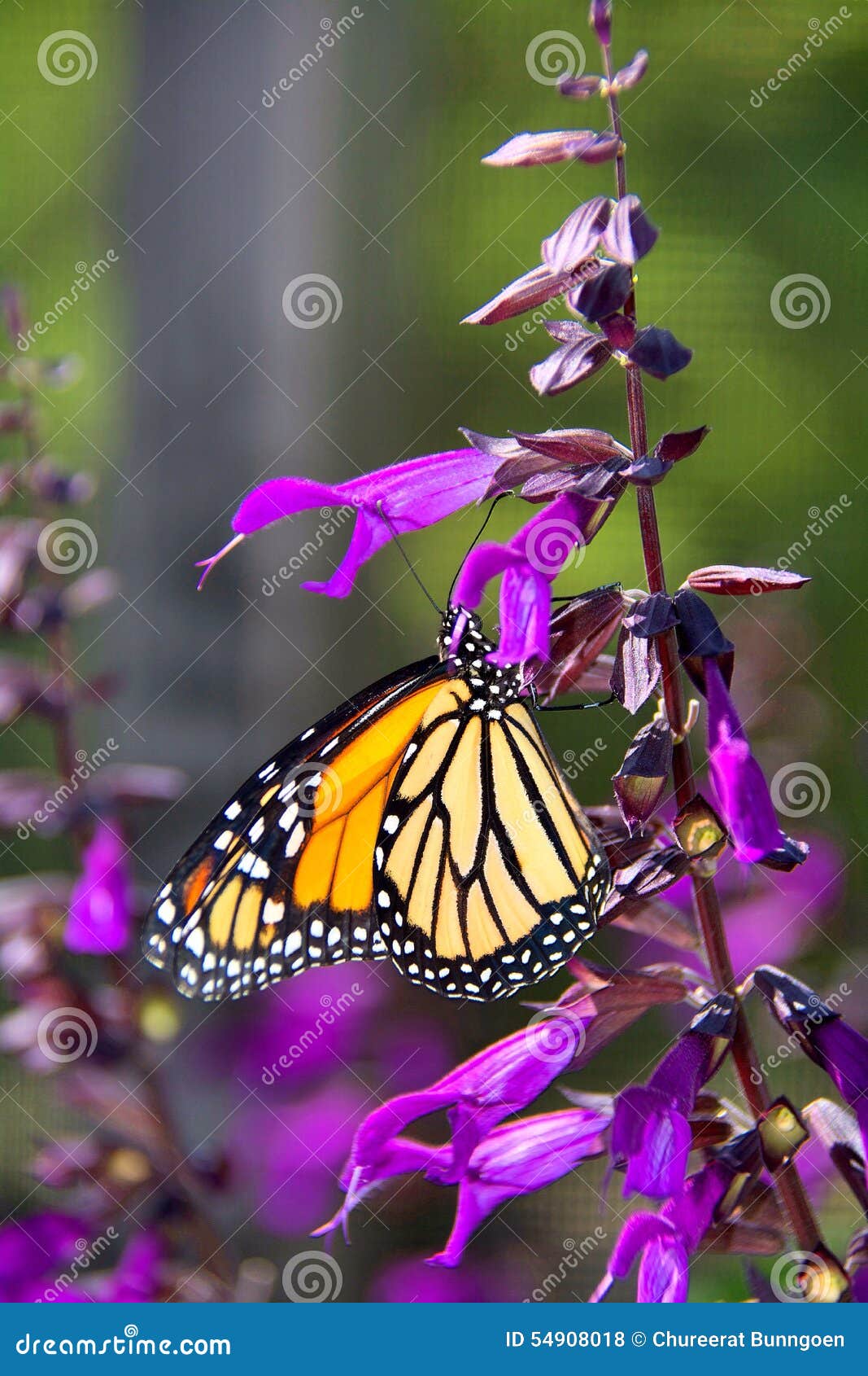 Monarch butterfly stock photo. Image of monarch, animals - 54908018