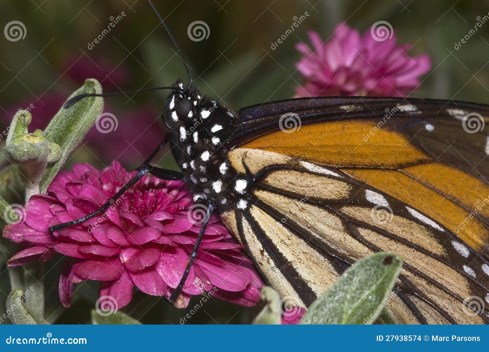 Monarch Butterfly on Red Flower Stock Photo - Image of monarch ...