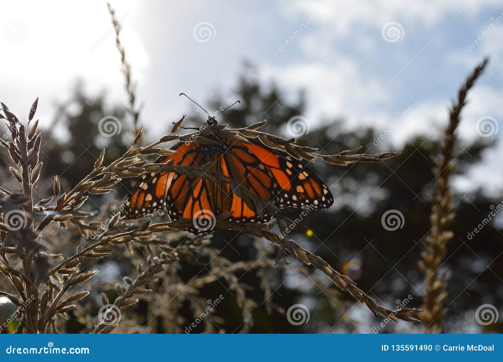 Monarch butterfly stock photo. Image of simple, resting - 135591490