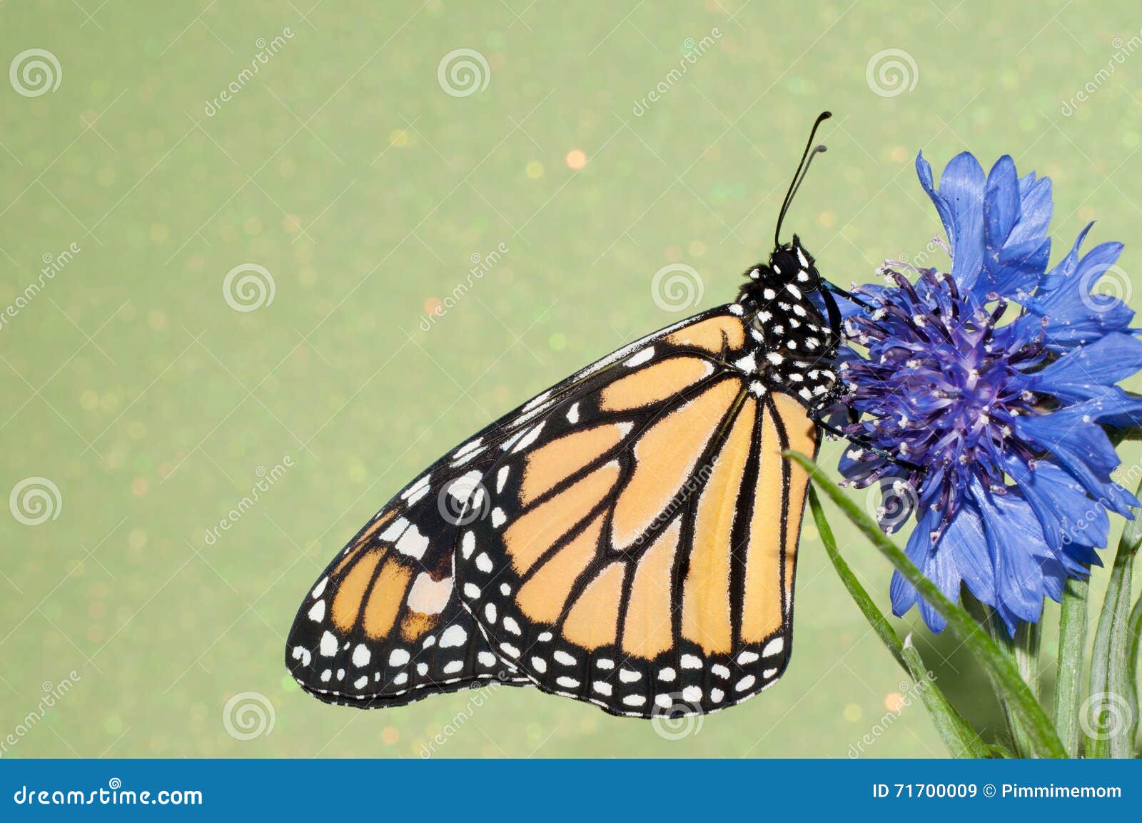 Monarch Butterfly Resting on a Blue Cornflower Stock Image - Image of ...