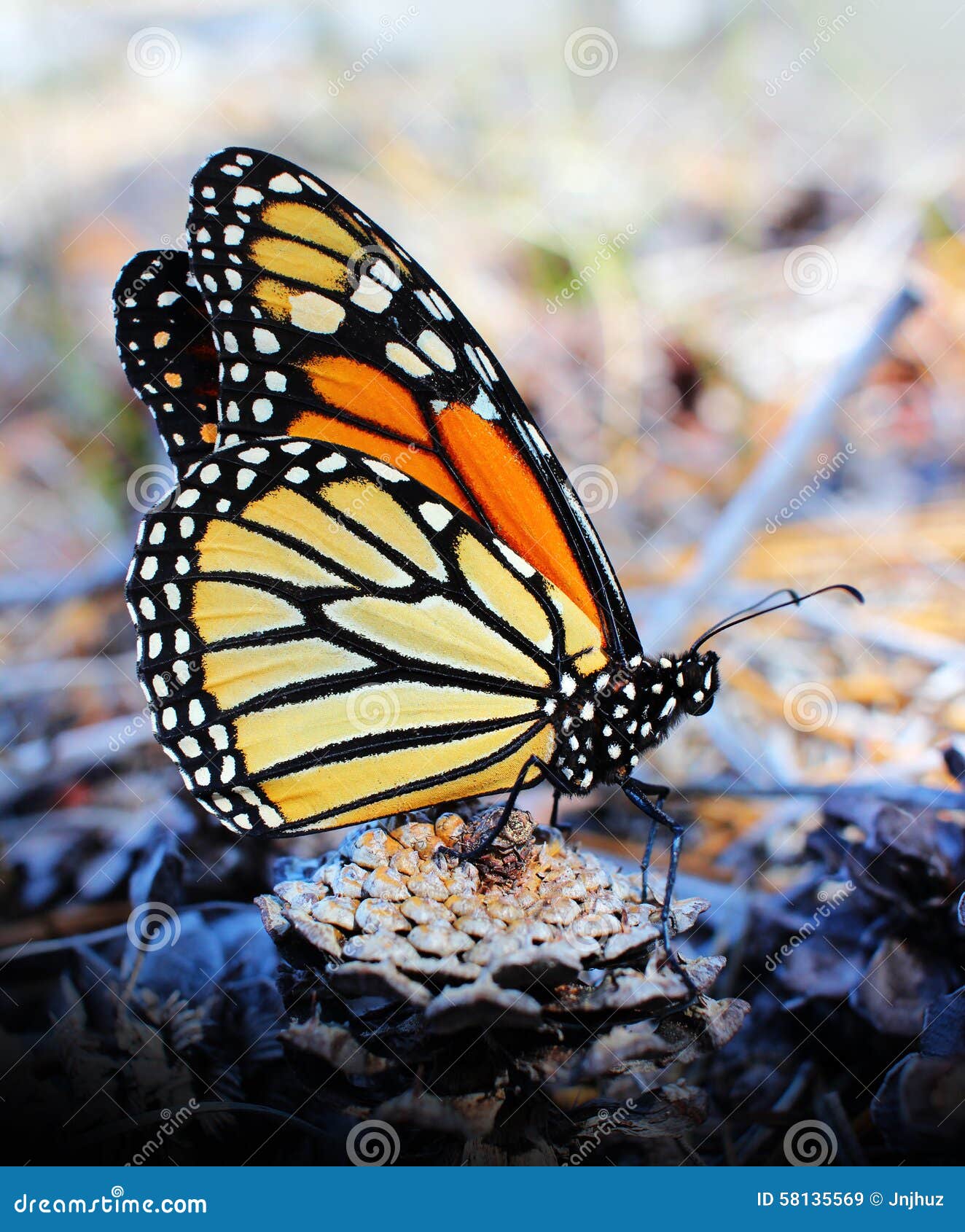 Monarch Butterfly Resting on a Pinecone Stock Image - Image of ...