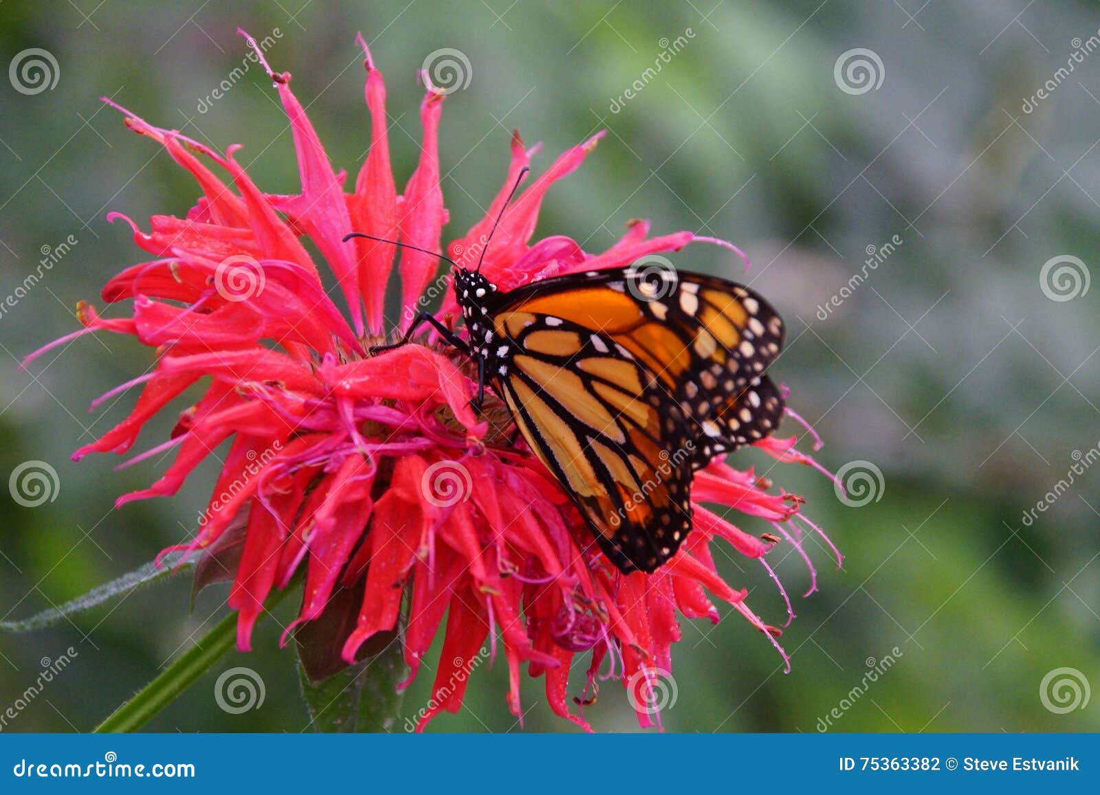 Monarch Butterfly Resting on Pink Flowe Stock Photo - Image of danaus ...