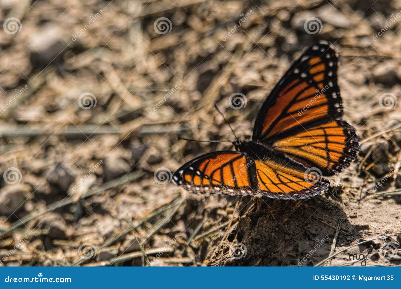 Monarch stock photo. Image of butterfly, summer, resting - 55430192