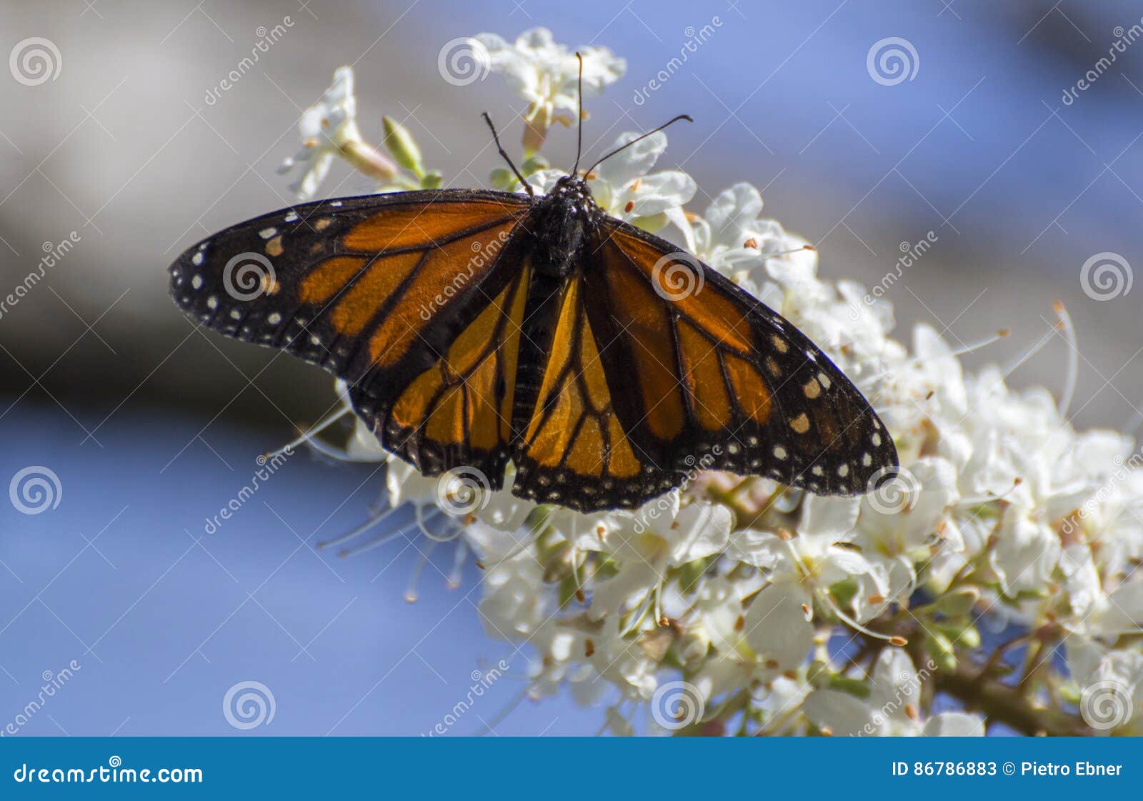 Monarch butterfly stock image. Image of macro, bokeh - 86786883