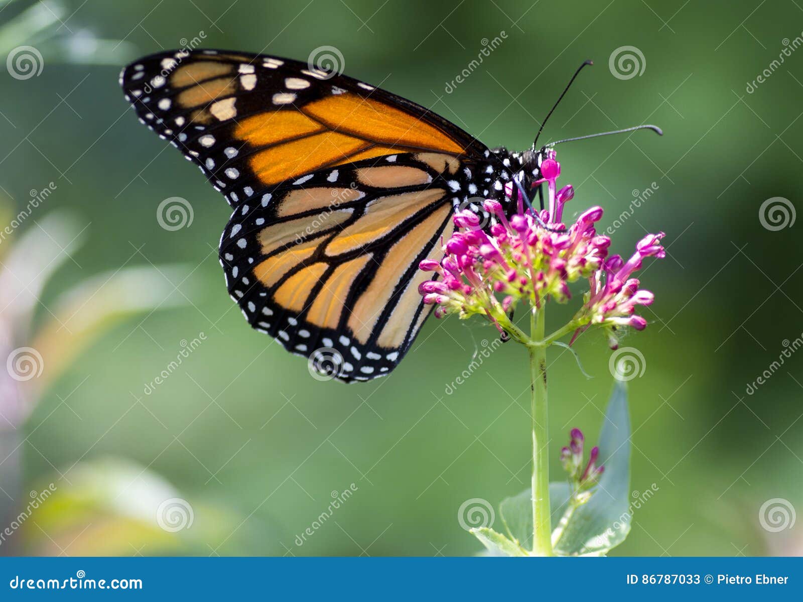 Monarch butterfly stock image. Image of orange, danaus - 86787033