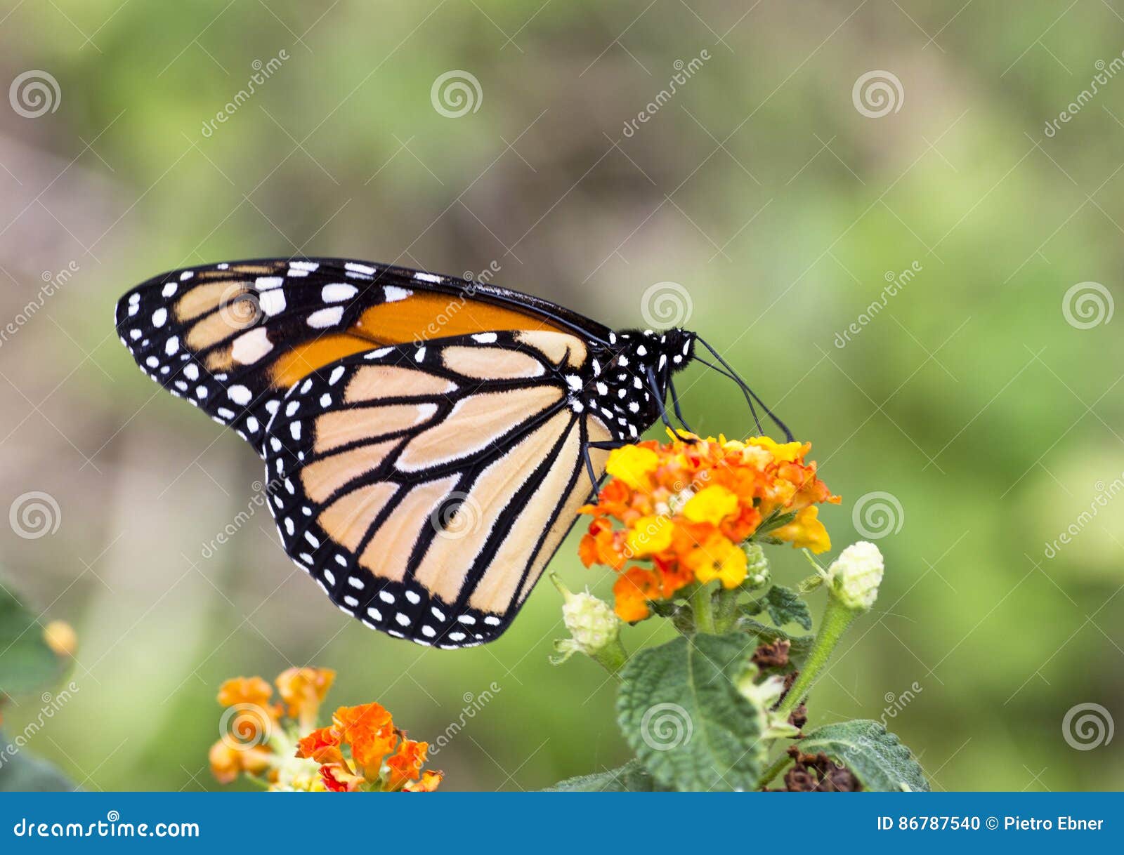 Monarch butterfly stock photo. Image of closeup, nature - 86787540