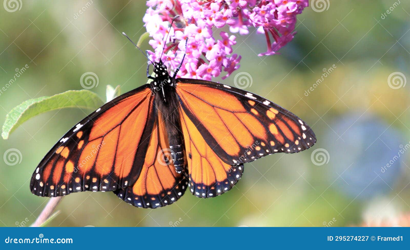 Monarch Butterfly in September Feeding Stock Image - Image of green ...