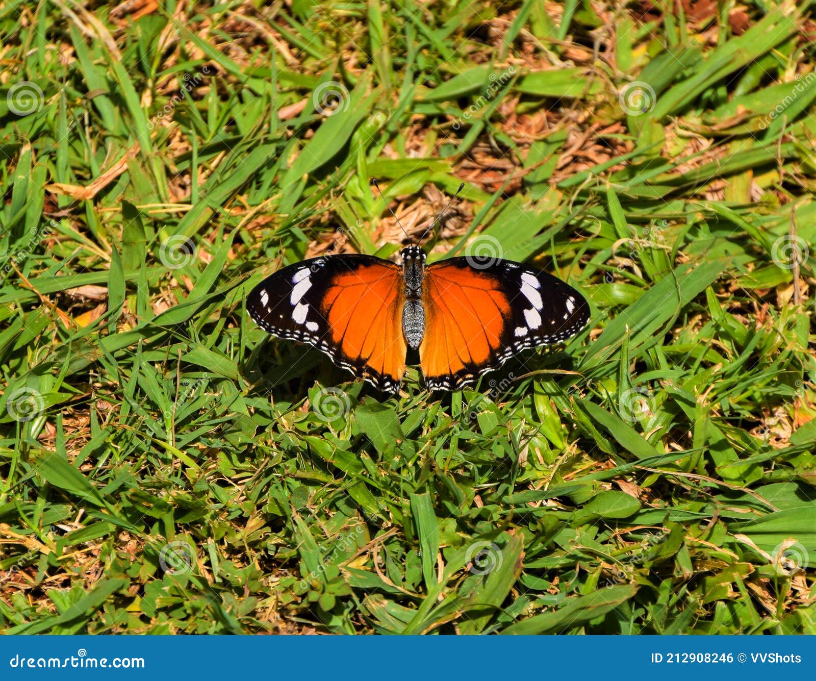 A Monarch Butterfly with Spread Wings Stock Photo - Image of insect ...
