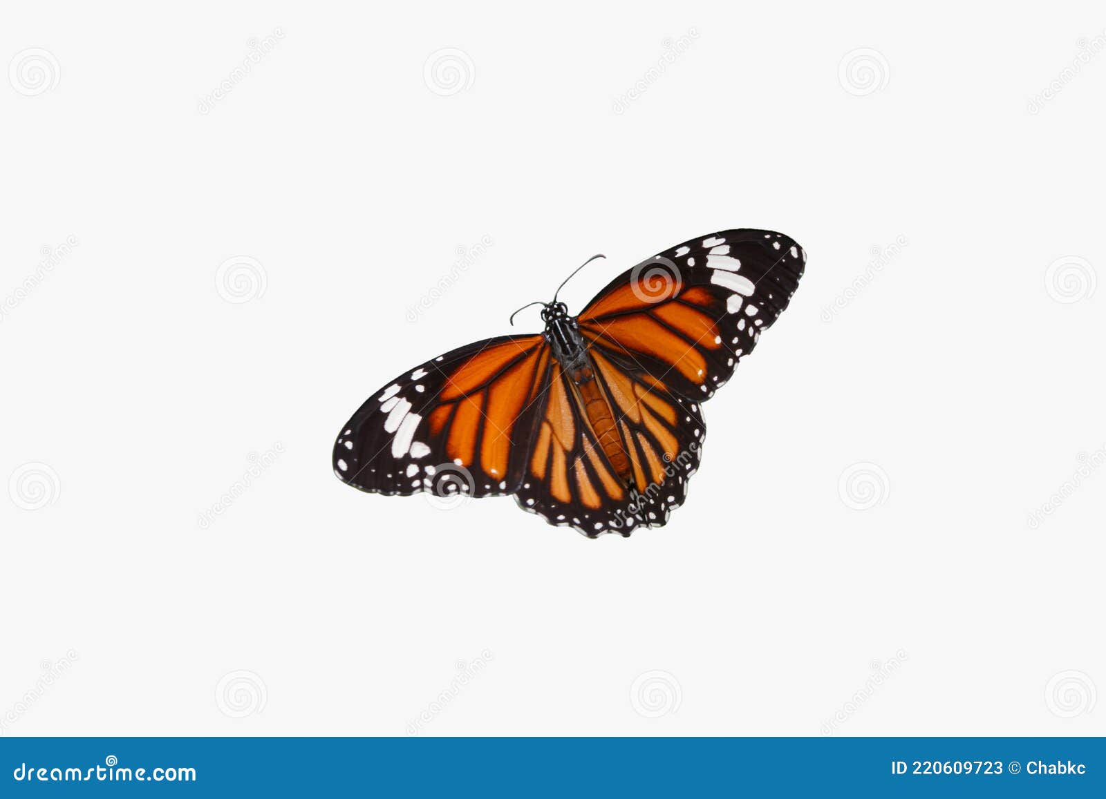 Monarch Butterfly with Spread Wings . Stock Image - Image of arthropod ...